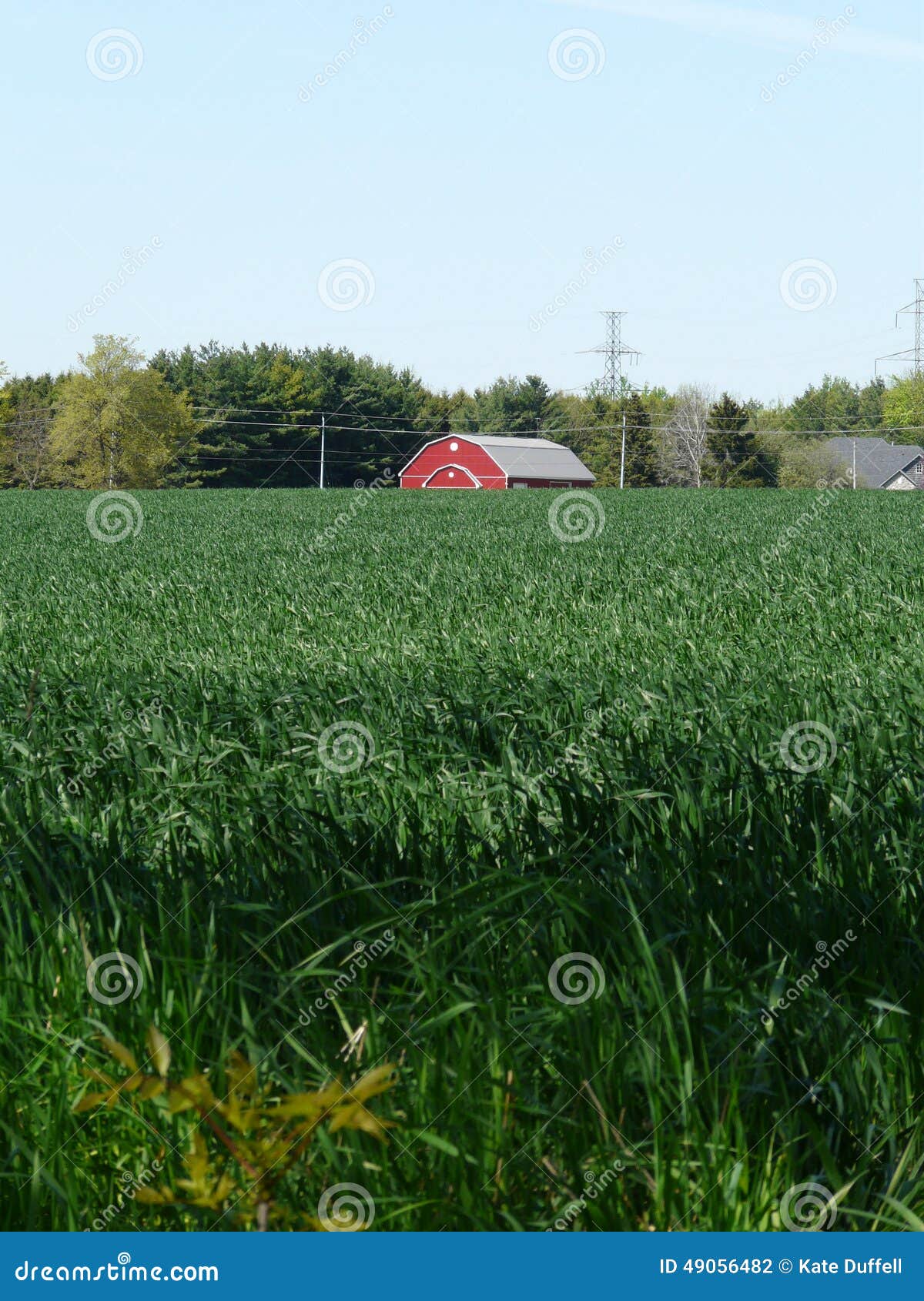 Rode Schuur En Groene Cornfield, Ontario, Canada Stock Foto - Image of ...