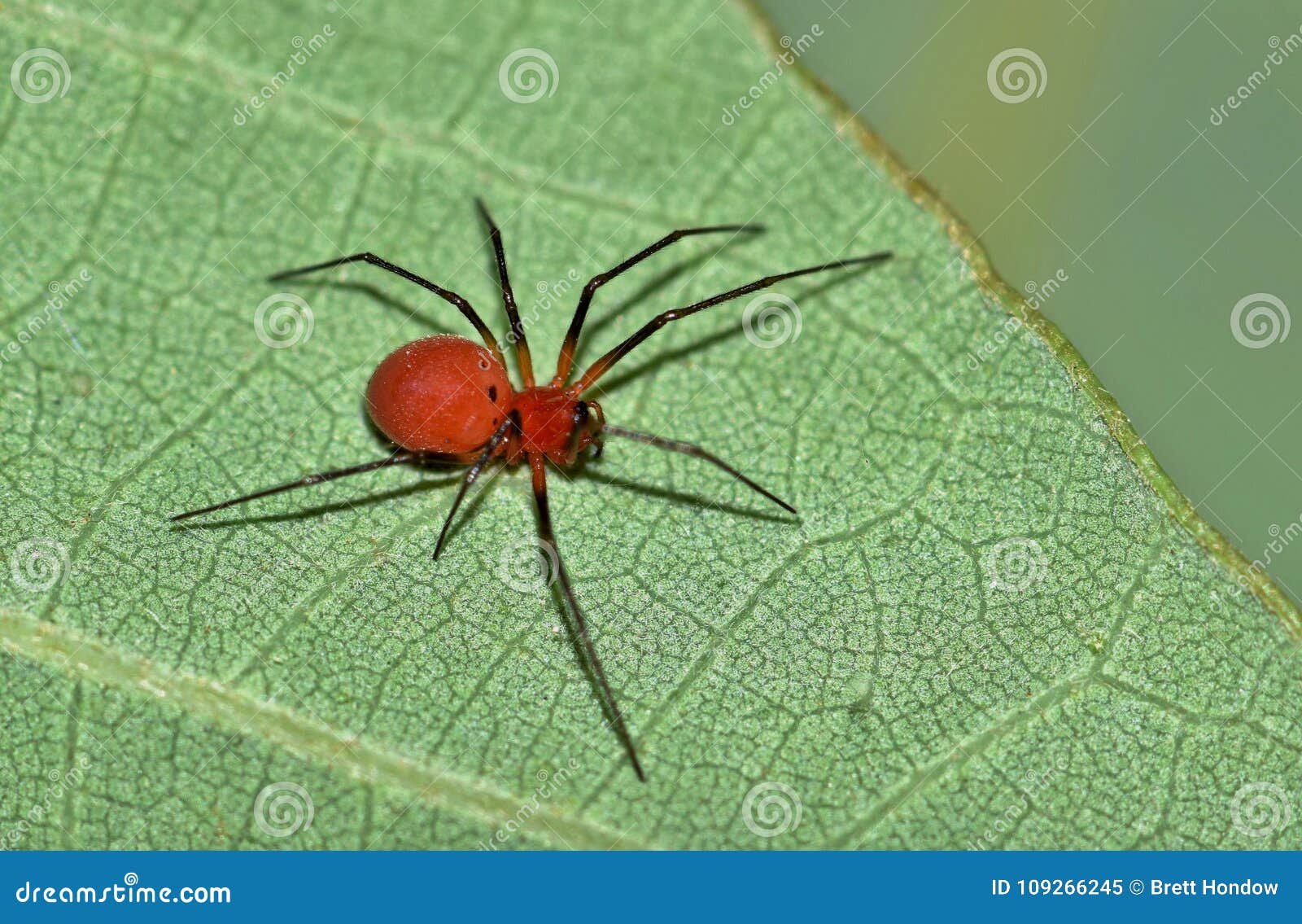 Rode Sheetweaver-spin Op Een Eiken Blad Stock Afbeelding - Image of ...