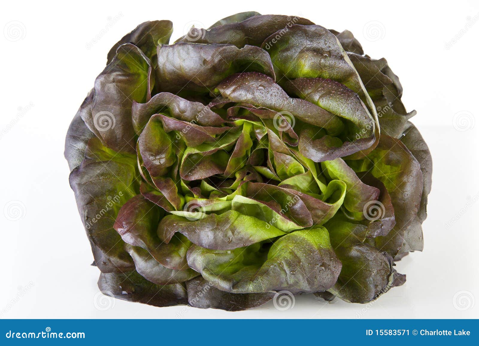 Rode Sla stock afbeelding. Image of voeding, gezond, rood - 15583571