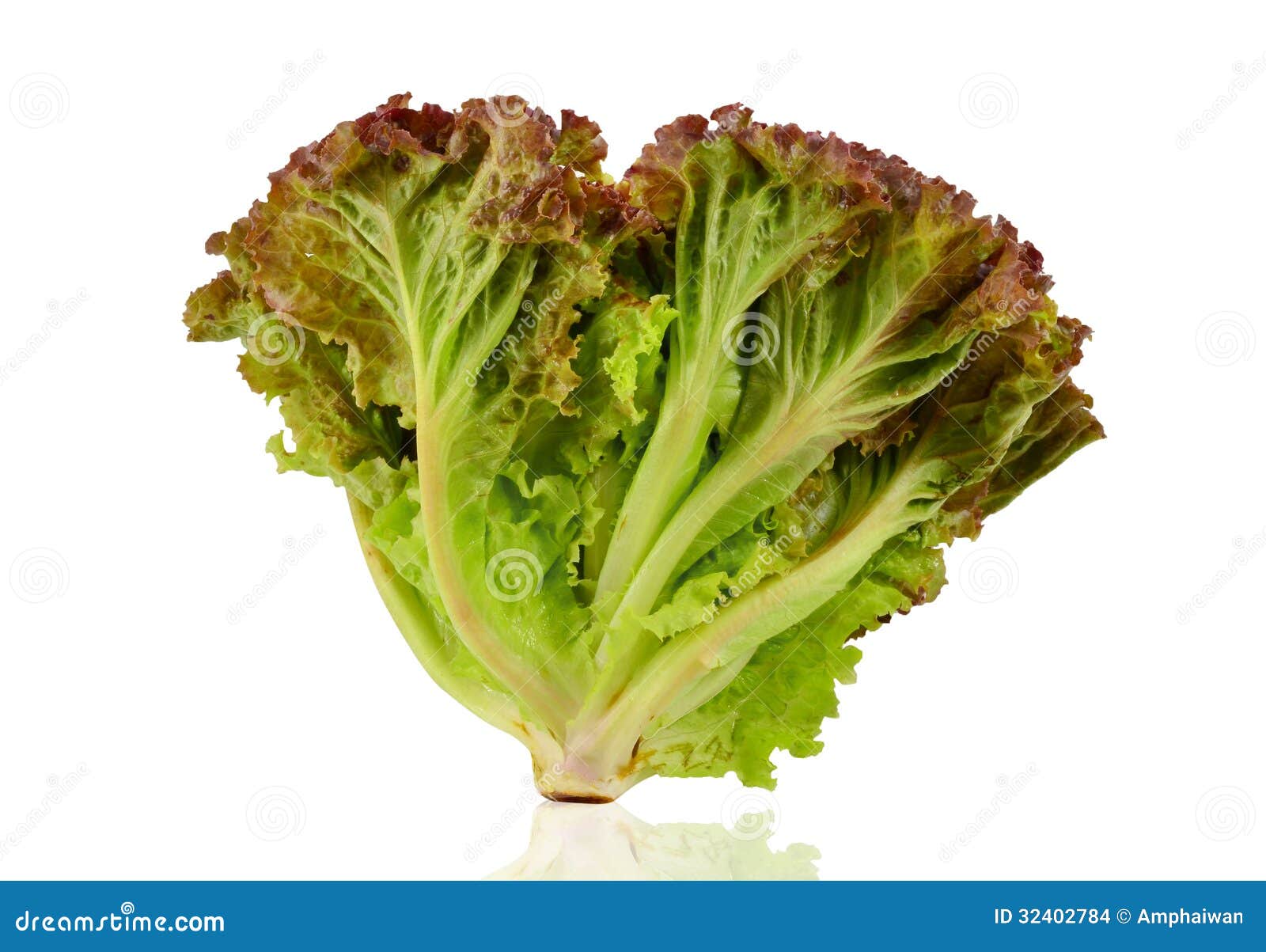 Rode sla stock foto. Image of rood, vegetariër, veganistisch - 32402784