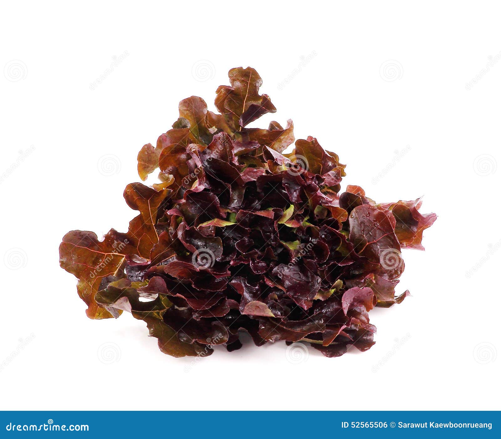 Rode Sla, Rood Eiken Blad Op Een Witte Achtergrond Stock Foto - Image ...