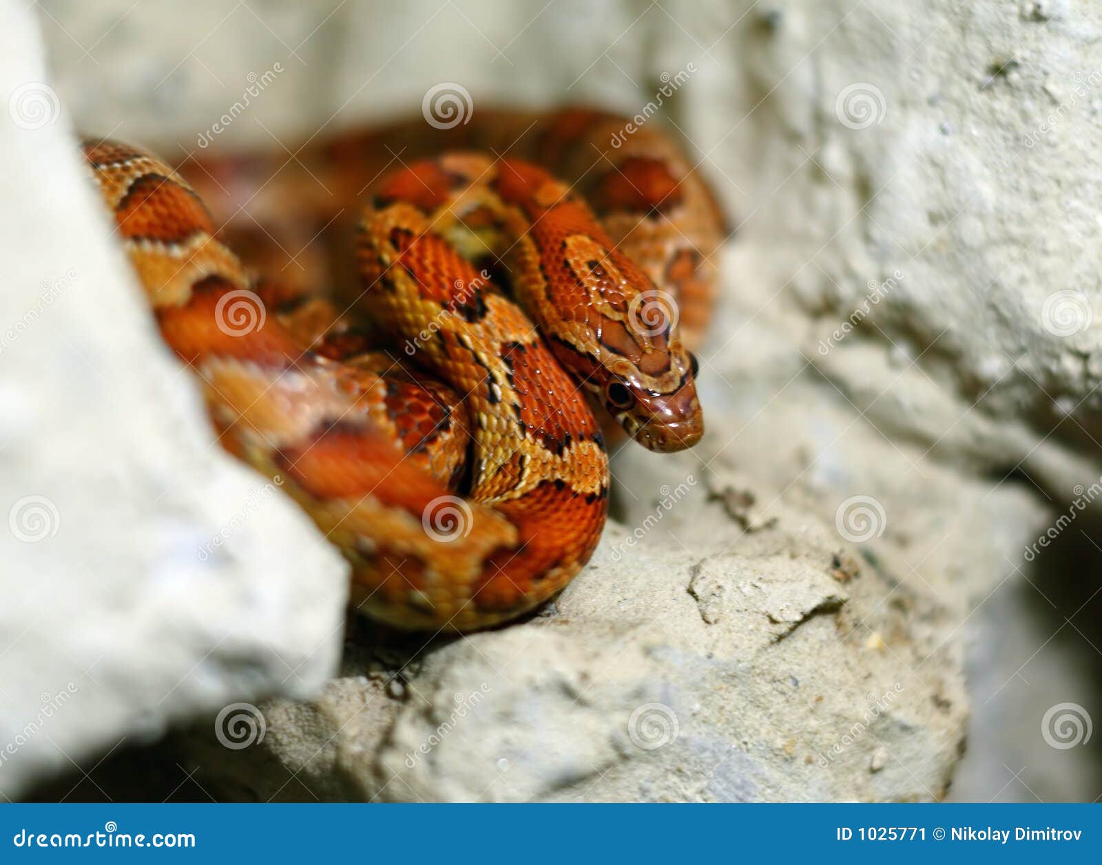 Rode slang stock afbeelding. Image of bloederig, hinderlaag - 1025771