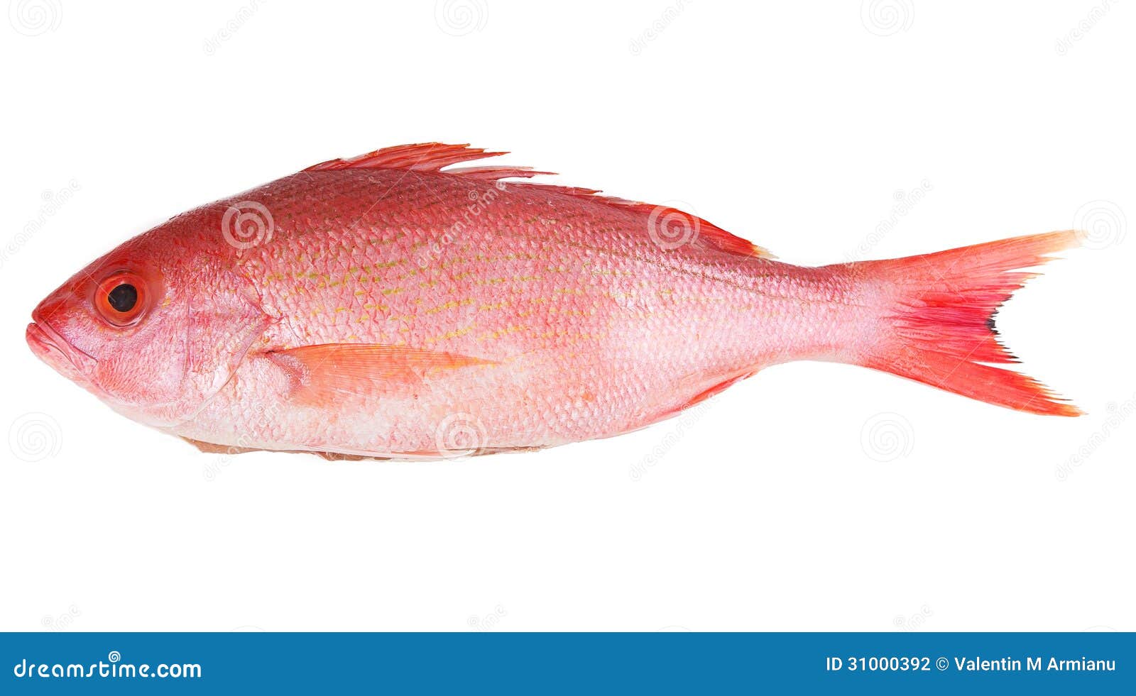 Rode Snapper stock foto. Image of overzees, voedsel, vers - 31000392