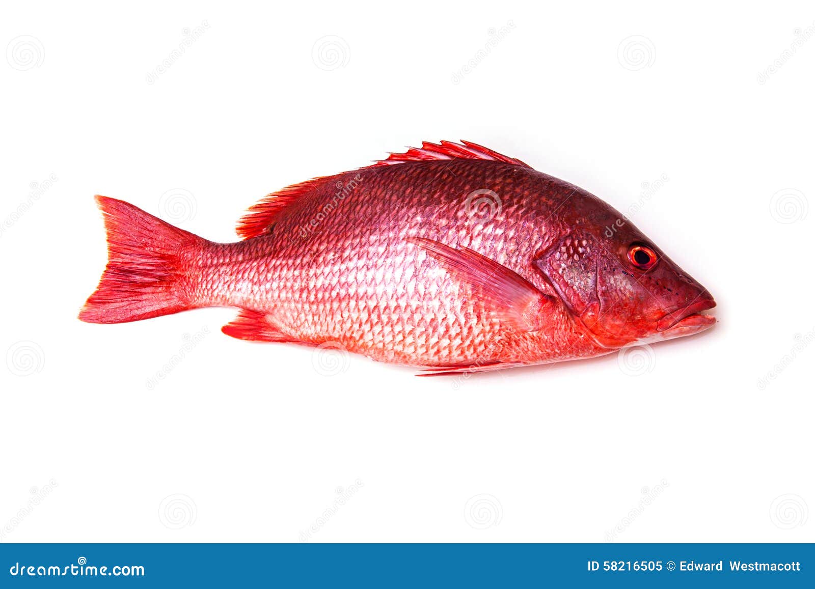 Rode Snapper Vissen stock afbeelding. Image of tropisch - 58216505