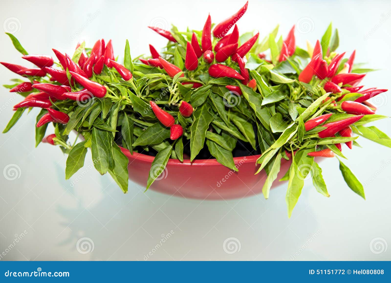 Rode Spaanse pepers stock foto. Image of plantaardig - 51151772