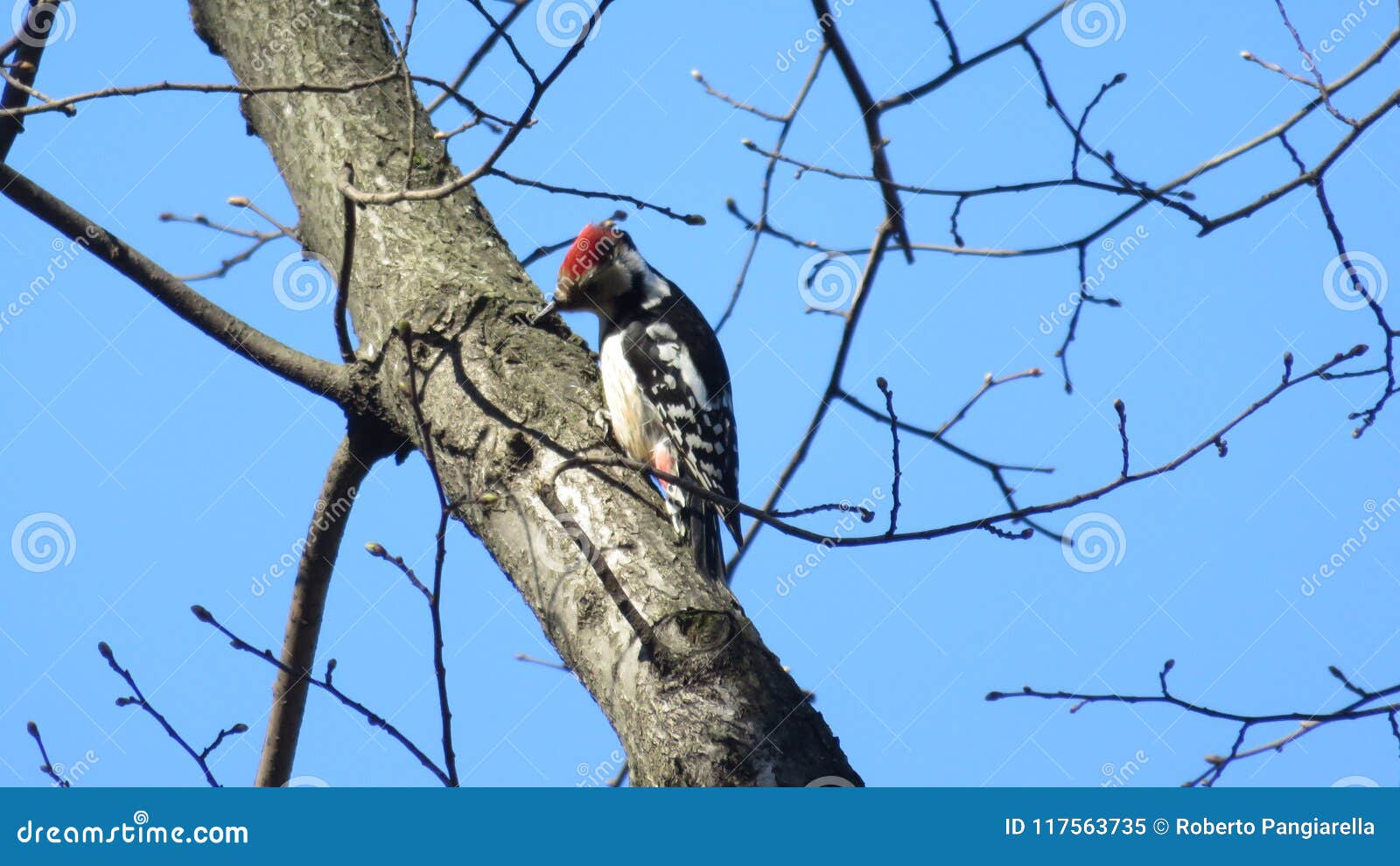 Rode specht op de boomstam stock afbeelding. Image of boomstam - 117563735