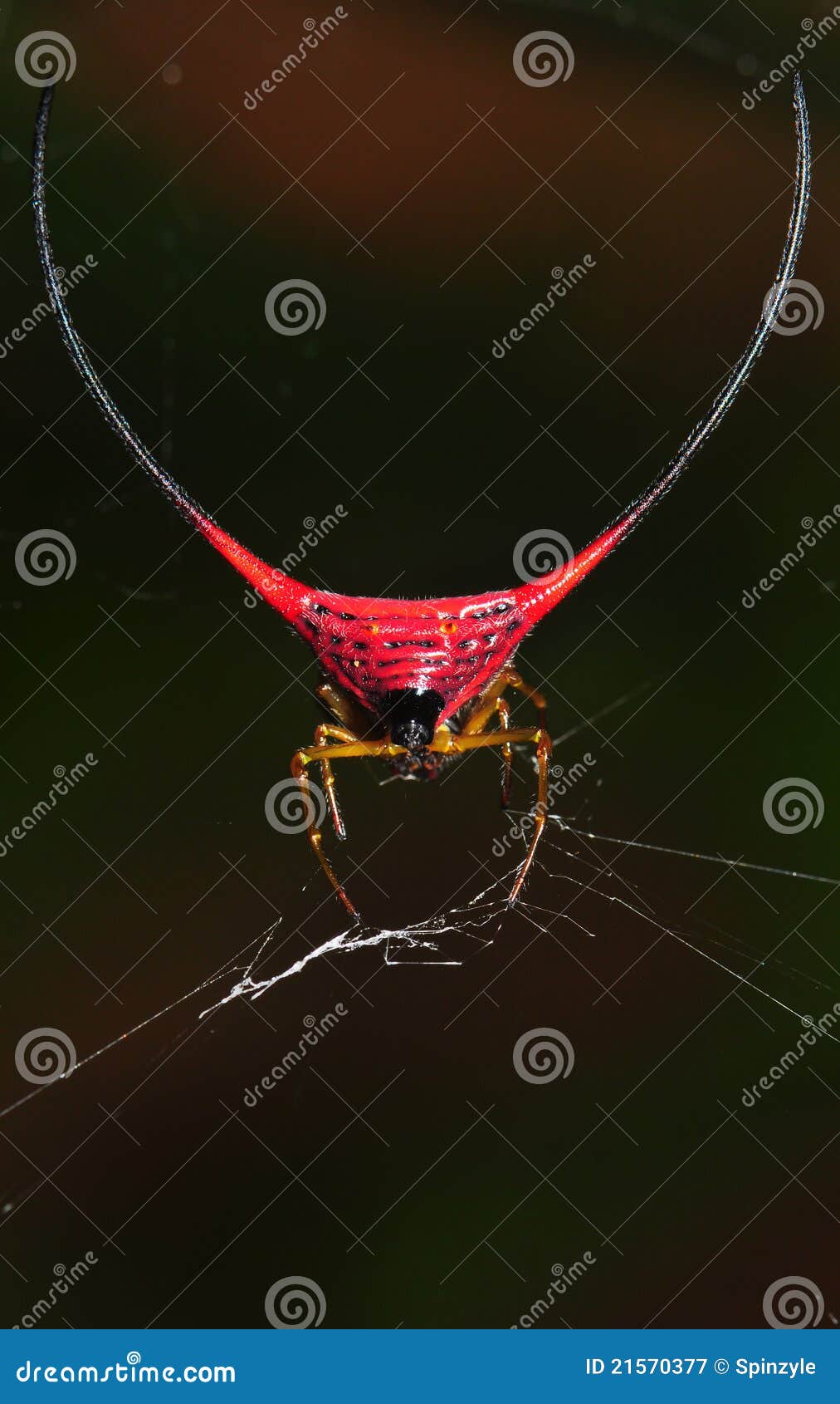 Rode Spin (arcuata Gasteracantha) Stock Afbeelding - Image of wild ...