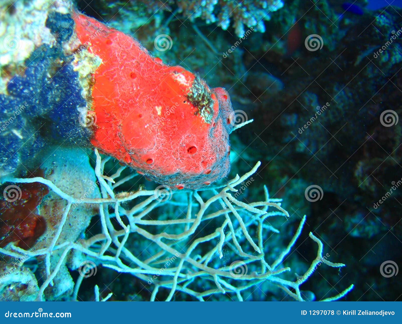 Rode spons-blauwe spons stock foto. Image of hobby, toevlucht - 1297078