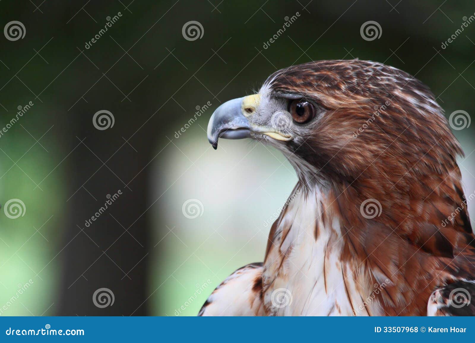 Rode Staart Hawk Close-Up stock foto. Image of nave, vogels - 33507968