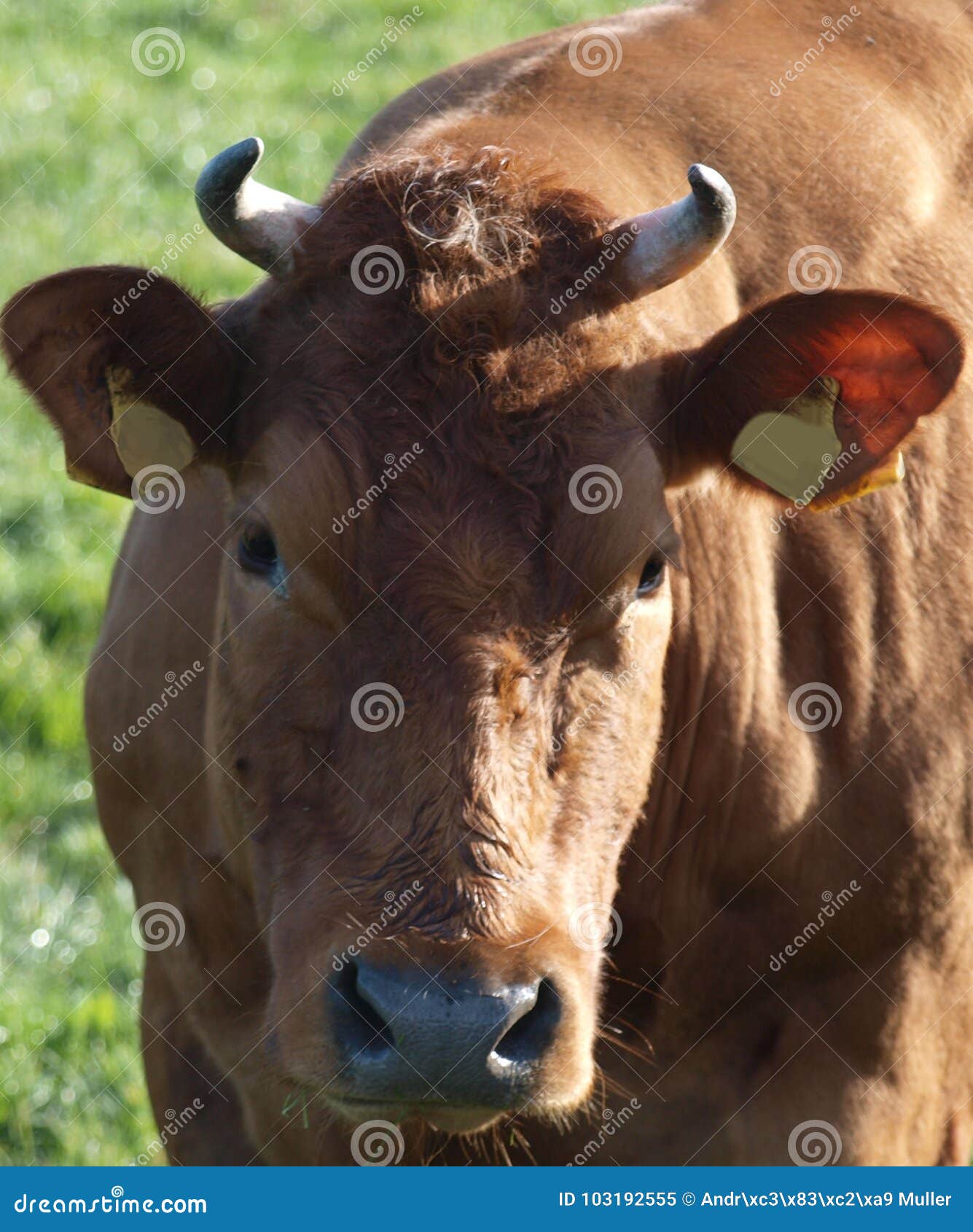 Rode Stier in Een Weide in Zevenhuizen, Nederland Stock Afbeelding ...
