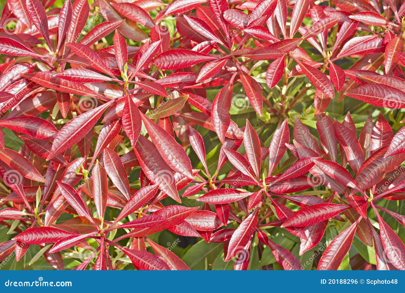 Rode struik Pieris stock foto. Image of installatie, sluit - 20188296