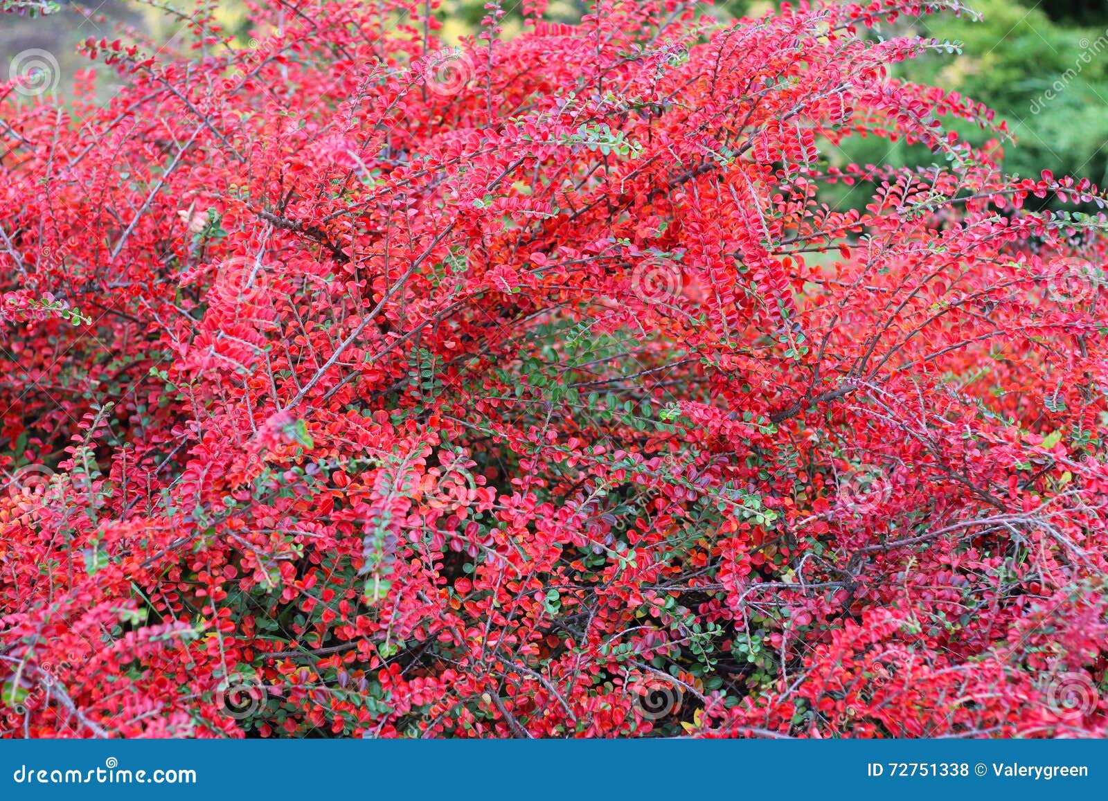 Rode Struik Van Japanse Berberis in De Herfst Stock Foto - Image of ...