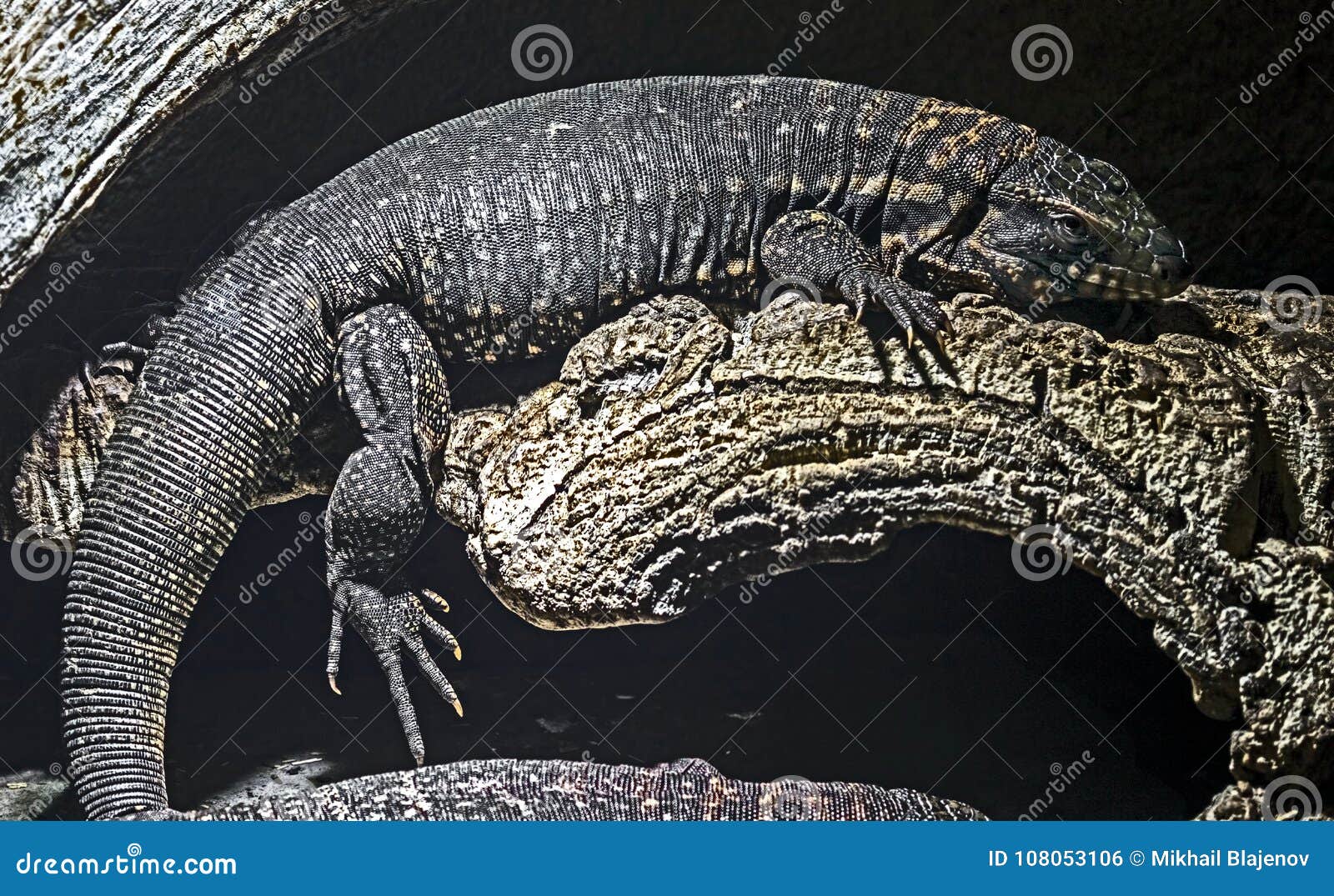 Rode teju stock foto. Image of schepsel, rood, ecologie - 108053106