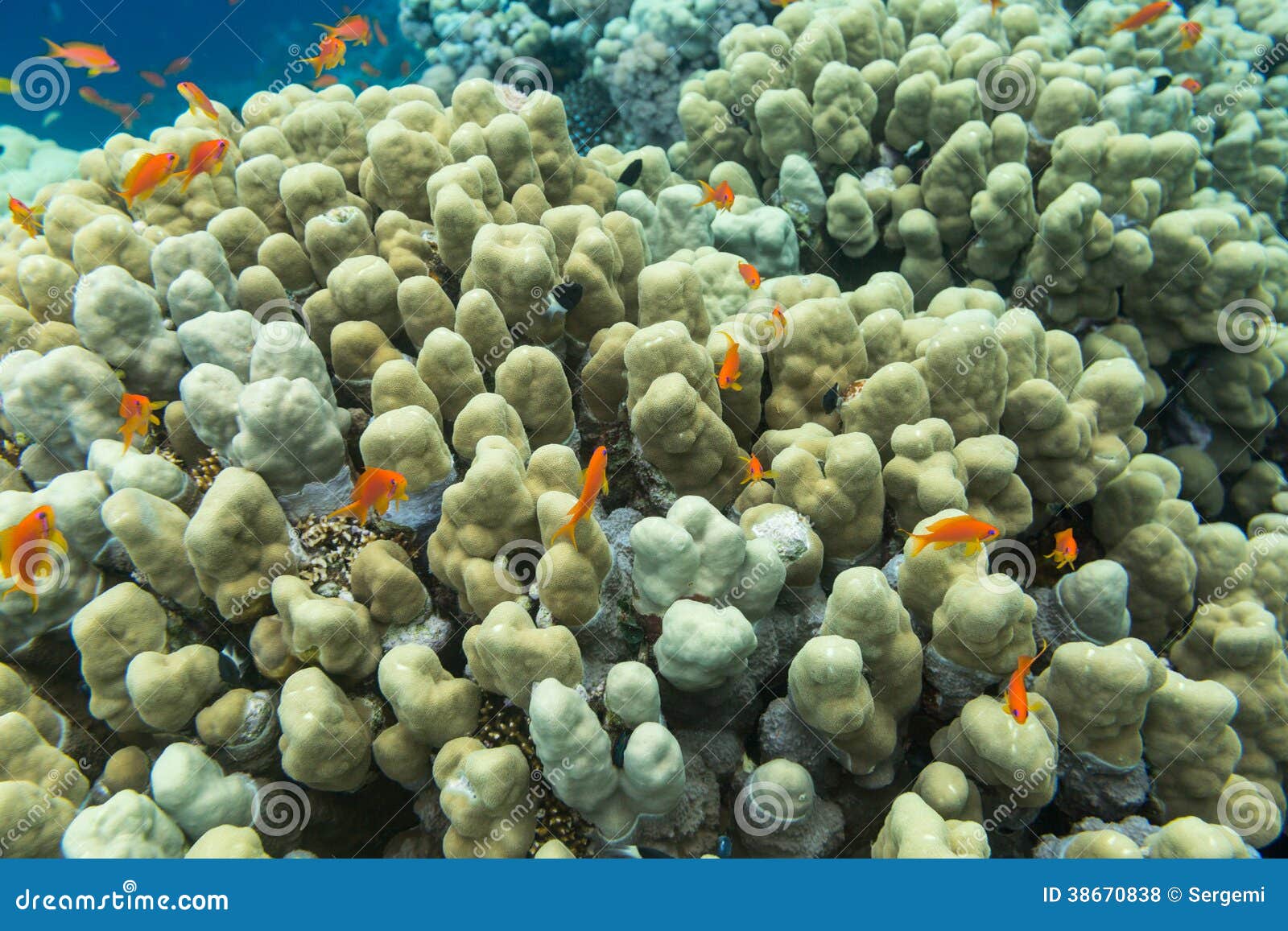 Rode tropische vissen stock foto. Image of ertsader, marine - 38670838