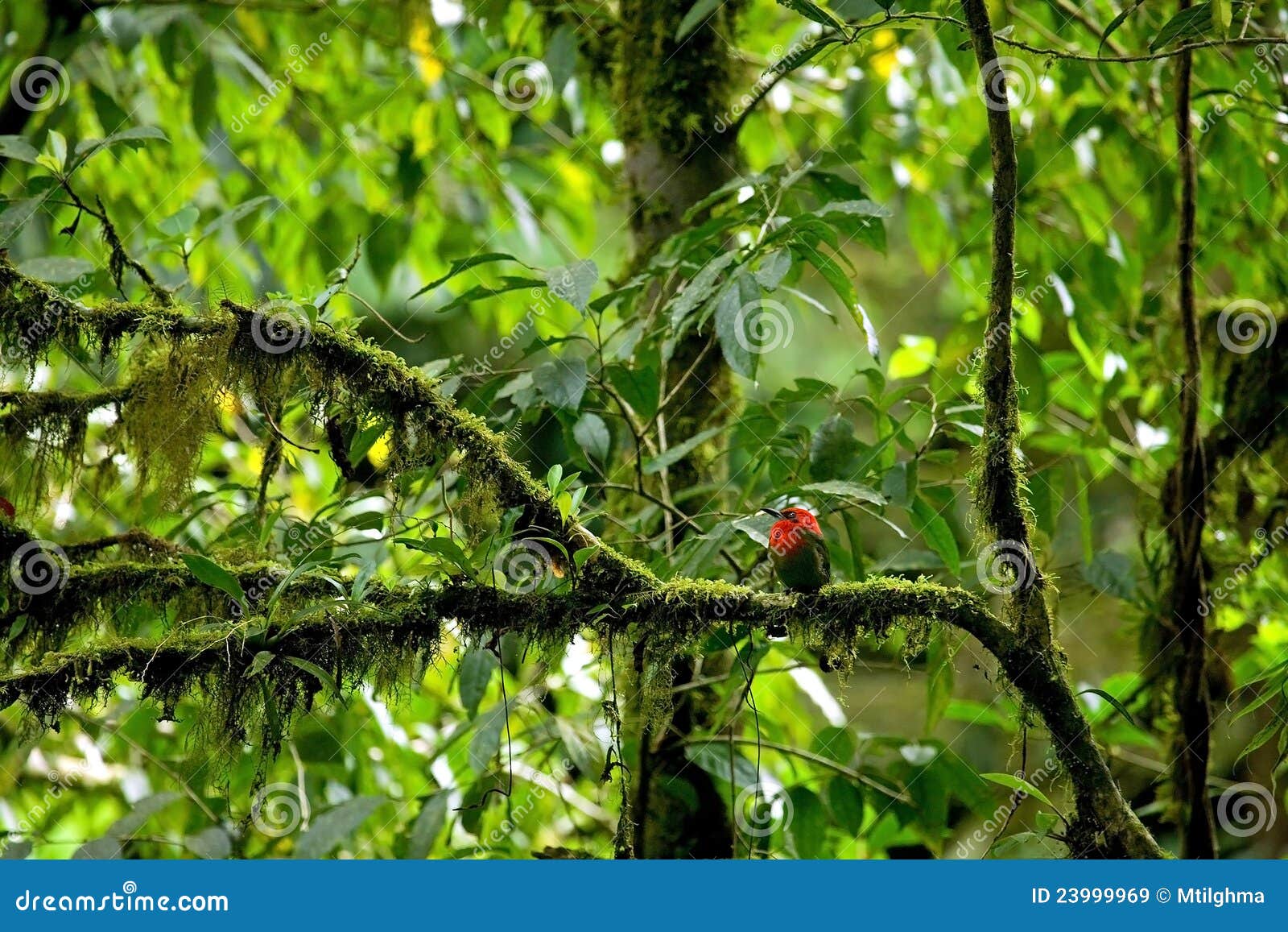 Rode Tropische Vogel stock afbeelding. Image of priester - 23999969