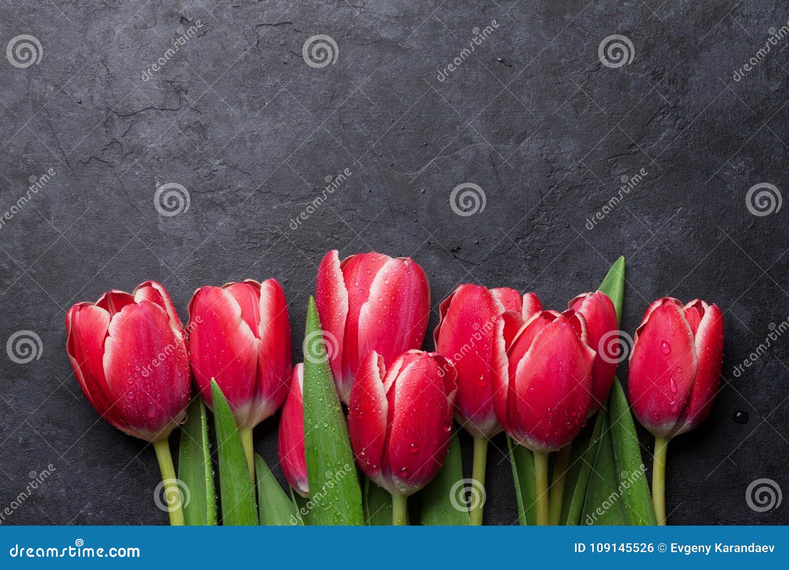 Rode tulp #01 stock foto. Image of pasen, steen, viering - 109145526