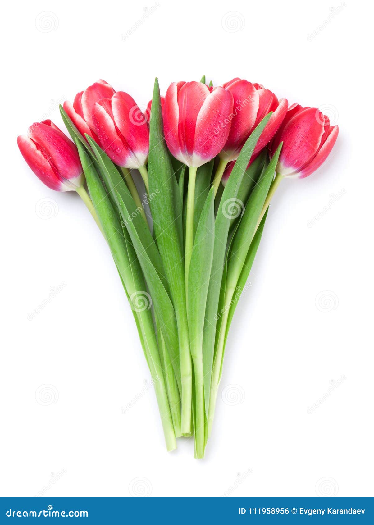 Rode tulp #01 stock foto. Image of dauw, groen, bloei - 111958956