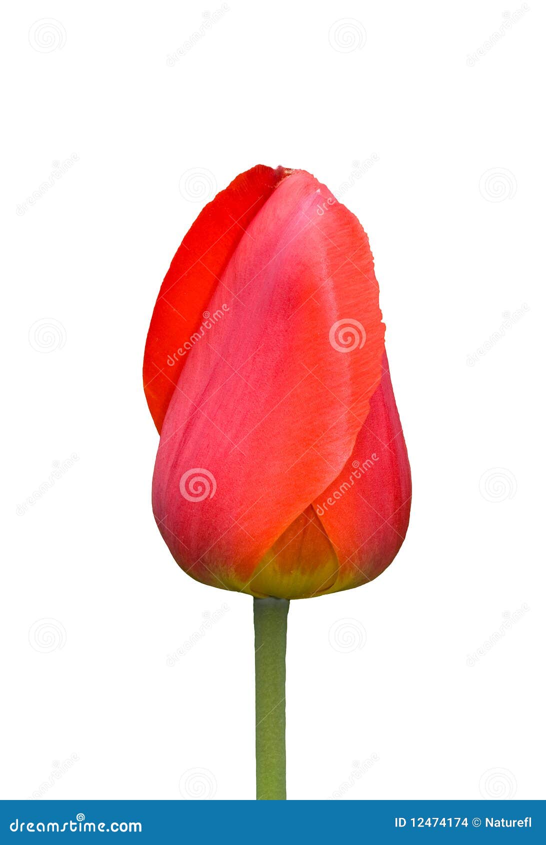 Rode tulp stock foto. Image of tulp, bloem, stam, geïsoleerd - 12474174