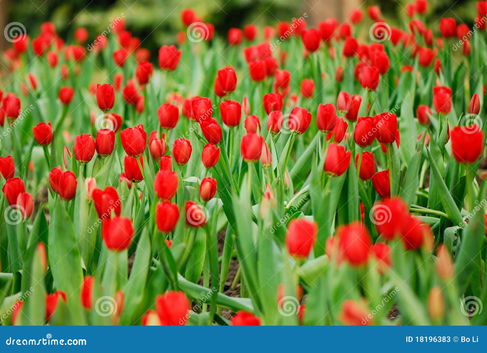 Rode tulp stock afbeelding. Image of zomer, bloei, bloem - 18196383