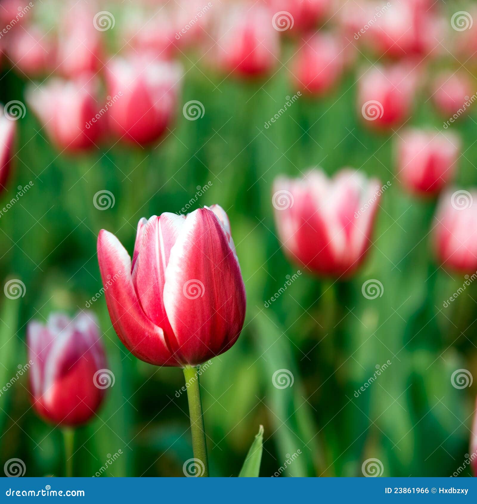 Rode tulp stock foto. Image of uitgelijnd, milieu, achtergrond - 23861966