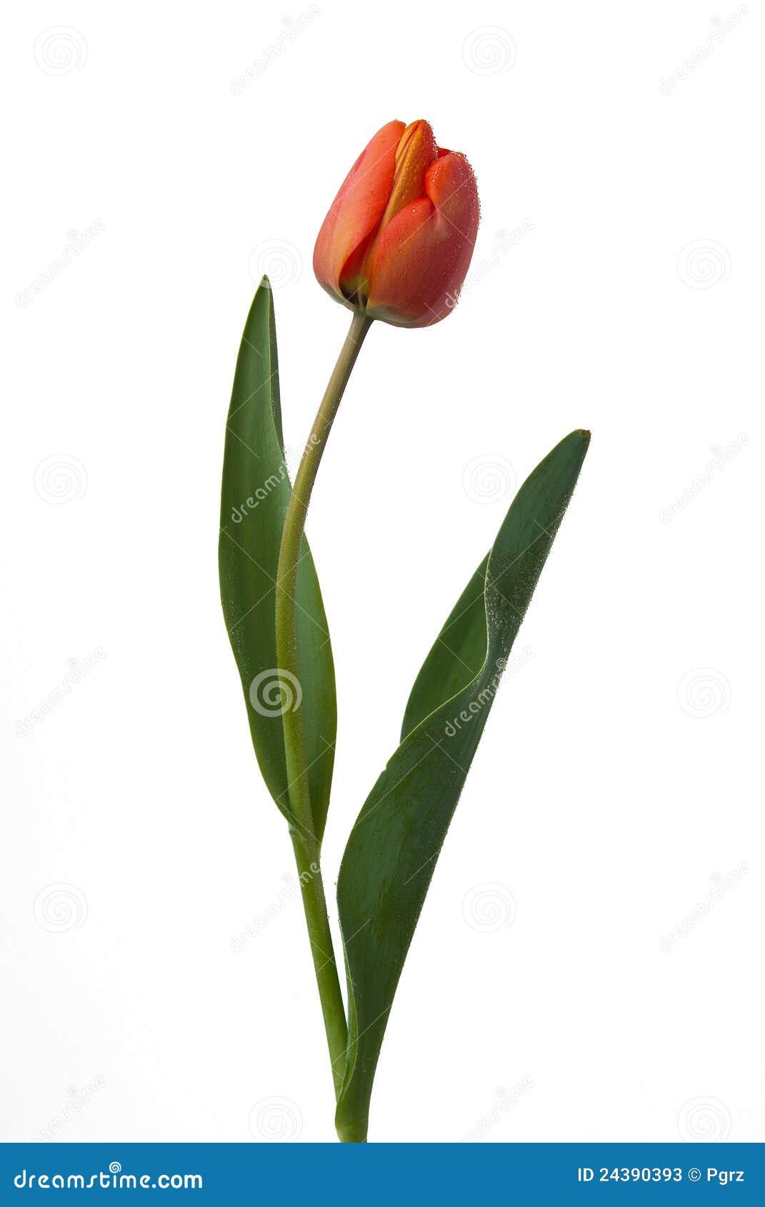 Rode tulp stock afbeelding. Image of voorwerp, boeket - 24390393