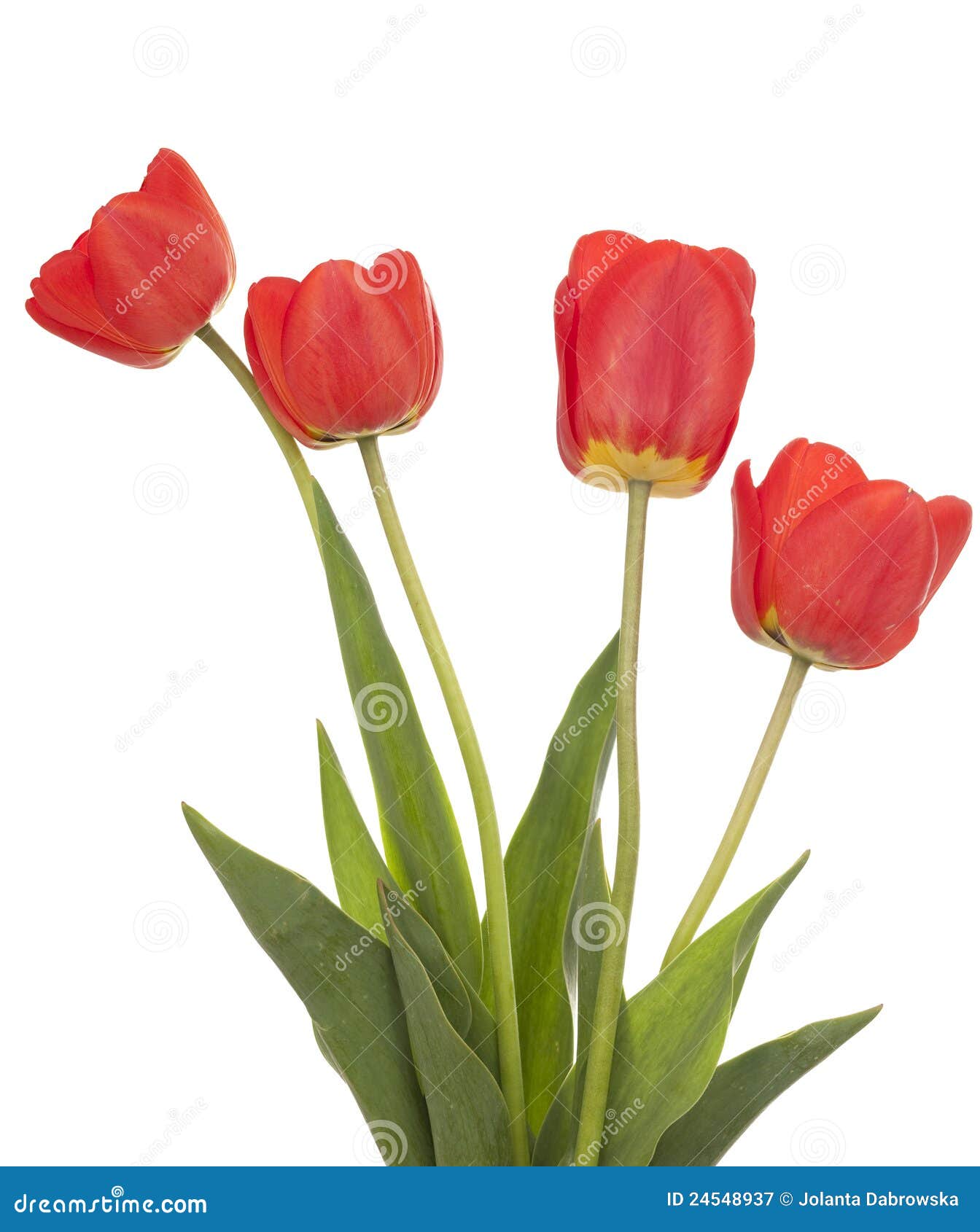 Rode tulp stock afbeelding. Image of vier, rood, blad - 24548937