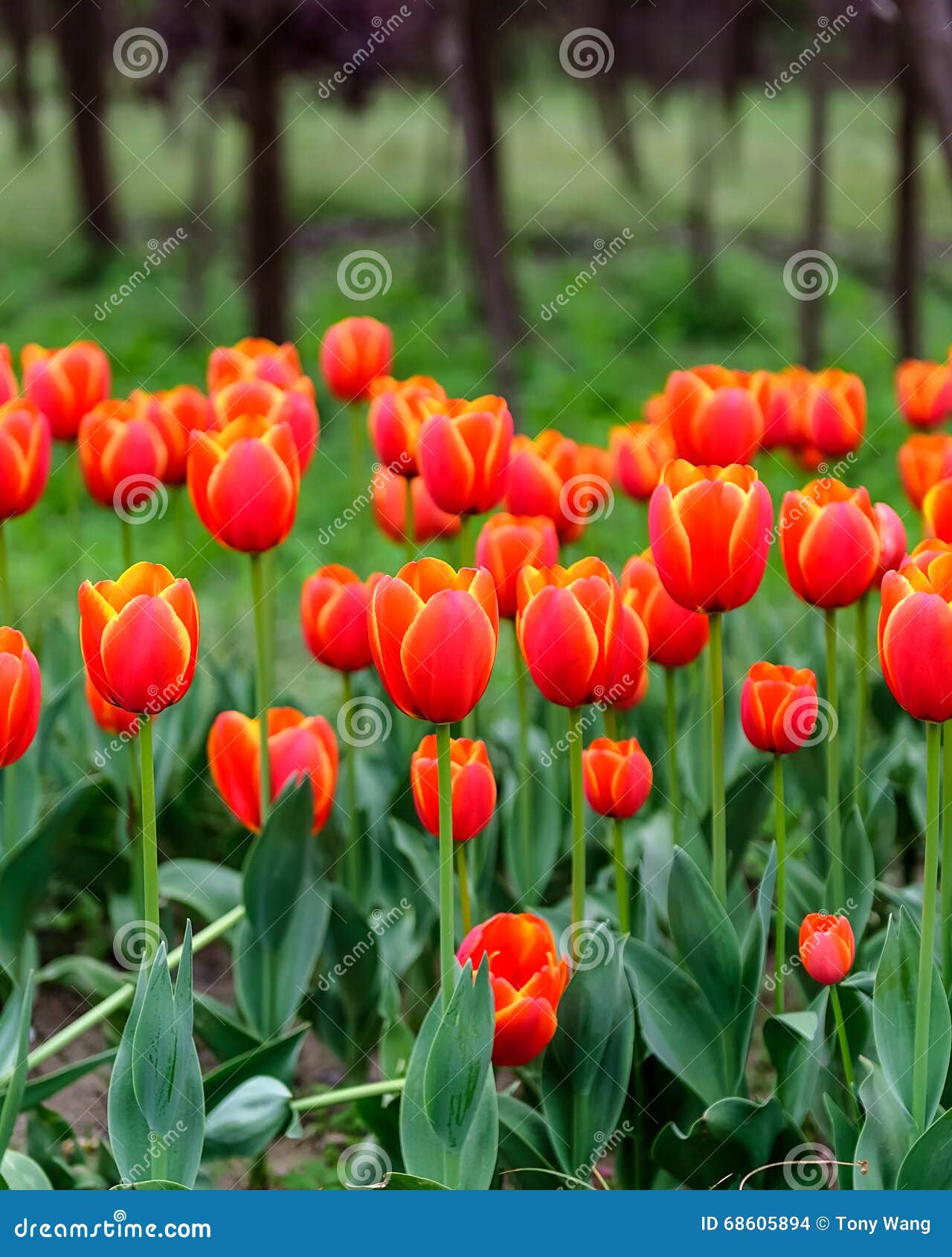 Rode tulp stock foto. Image of platteland, bloesem, vrij - 68605894