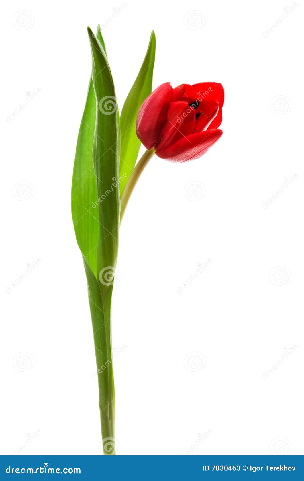 Rode tulp stock afbeelding. Image of versheid, patroon - 7830463