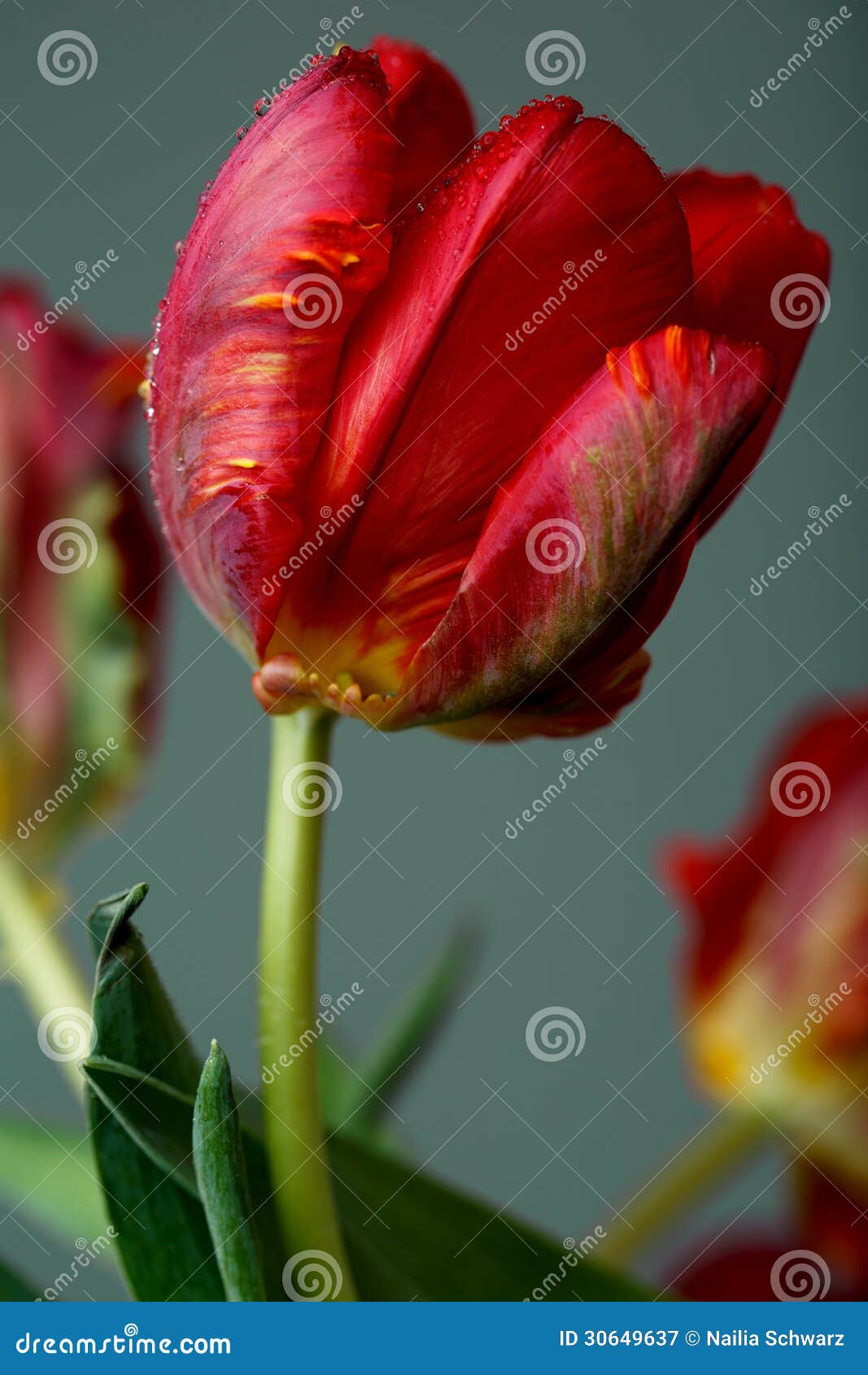 Rode Tulp met Dauw stock afbeelding. Image of bloem, studio - 30649637