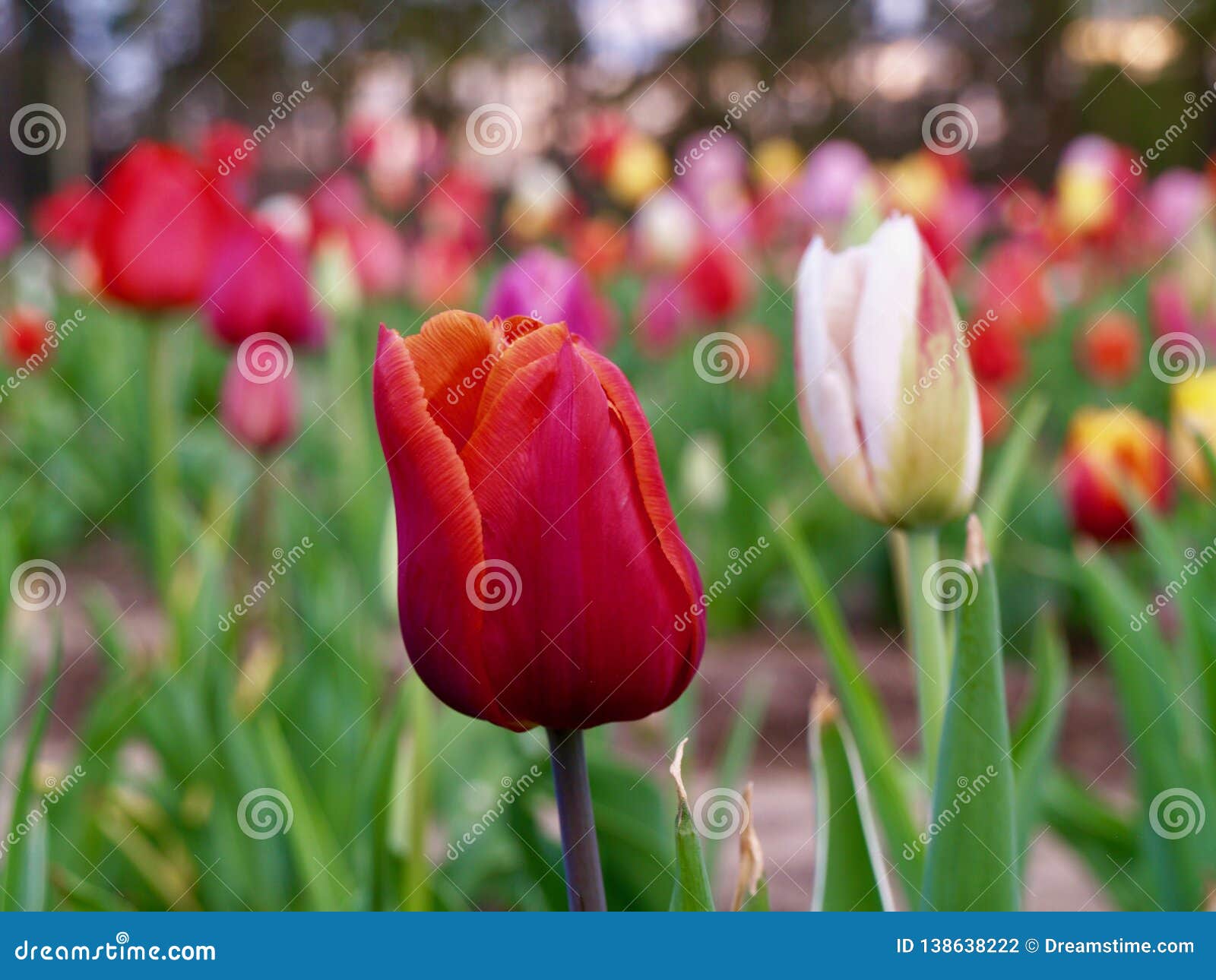 Rode Tulp Op Een Gebied Van Tulpen Stock Foto - Image of kleurrijk ...