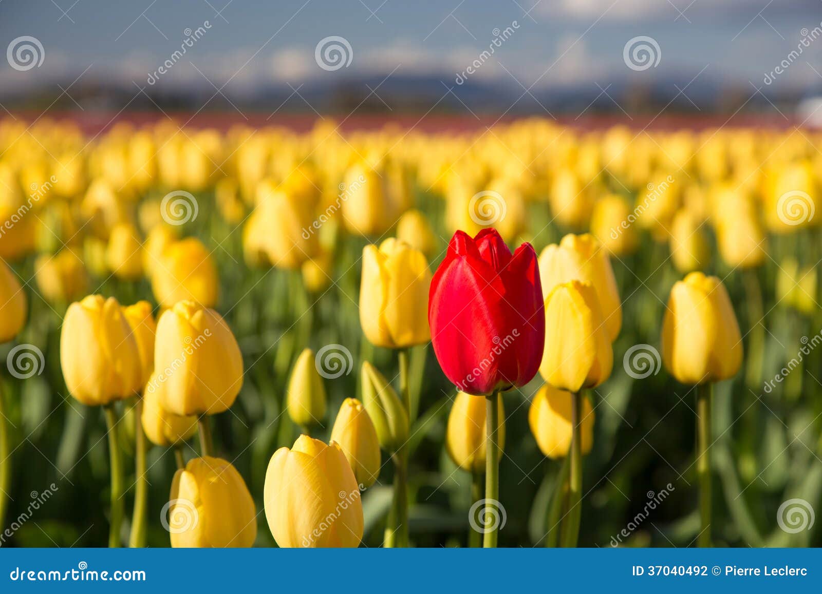 Rode Tulp Op Een Geel Gebied Stock Foto - Image of kleurrijk ...