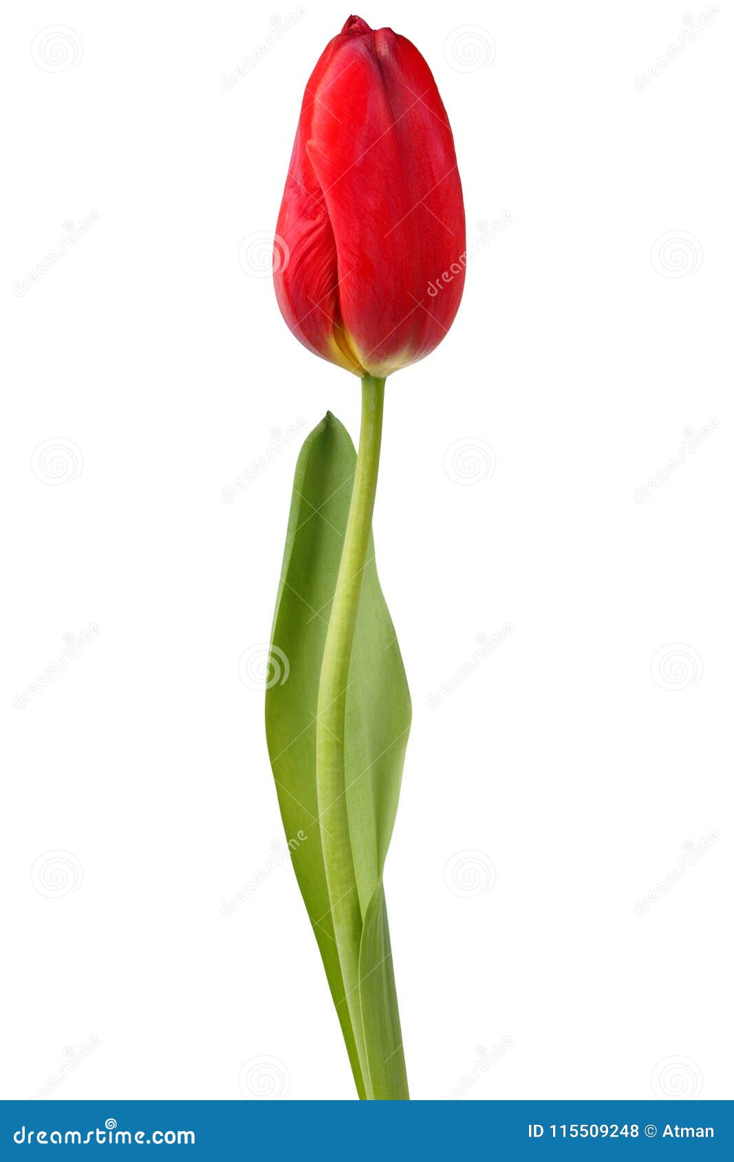 Rode tulp op wit stock foto. Image of tulp, lente, nave - 115509248