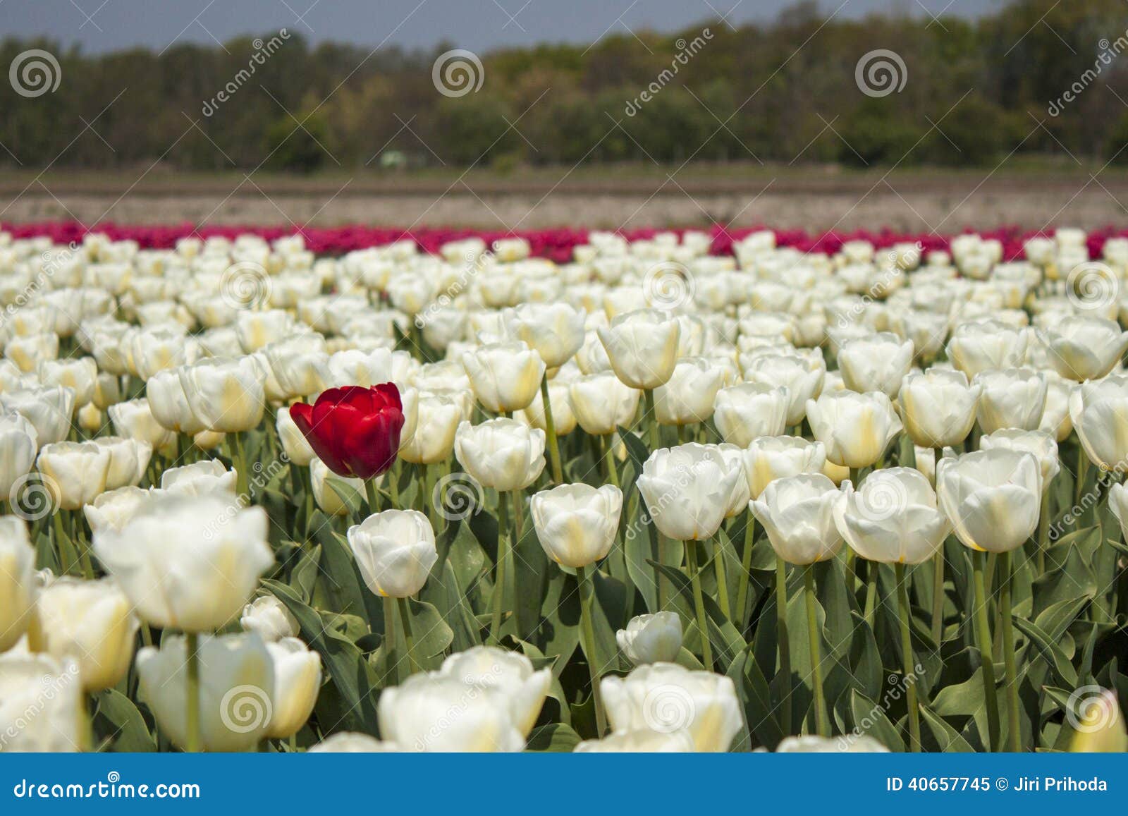 Rode Tulp Op Wit Tulpengebied Stock Afbeelding - Image of achtergrond ...