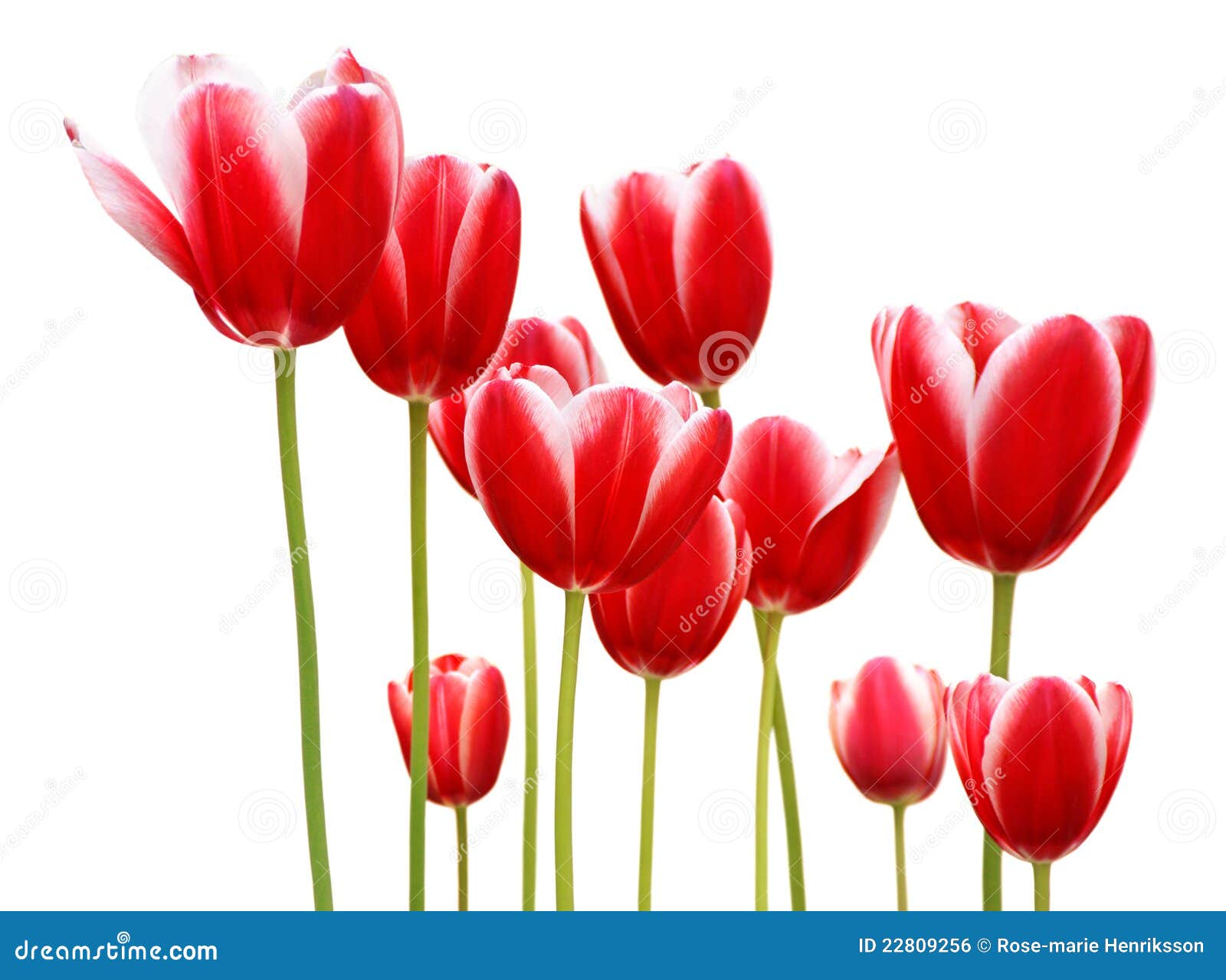 Rode Tulpen stock foto. Image of bloemen, tulp, lente - 22809256