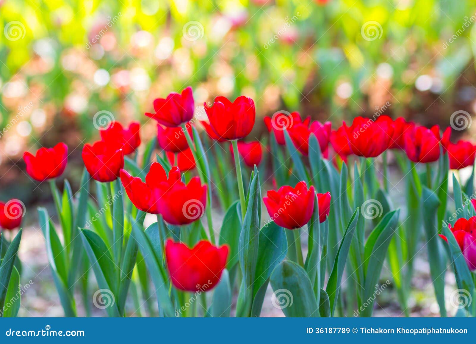 Rode tulpen stock afbeelding. Image of sluit, flora, openlucht - 36187789
