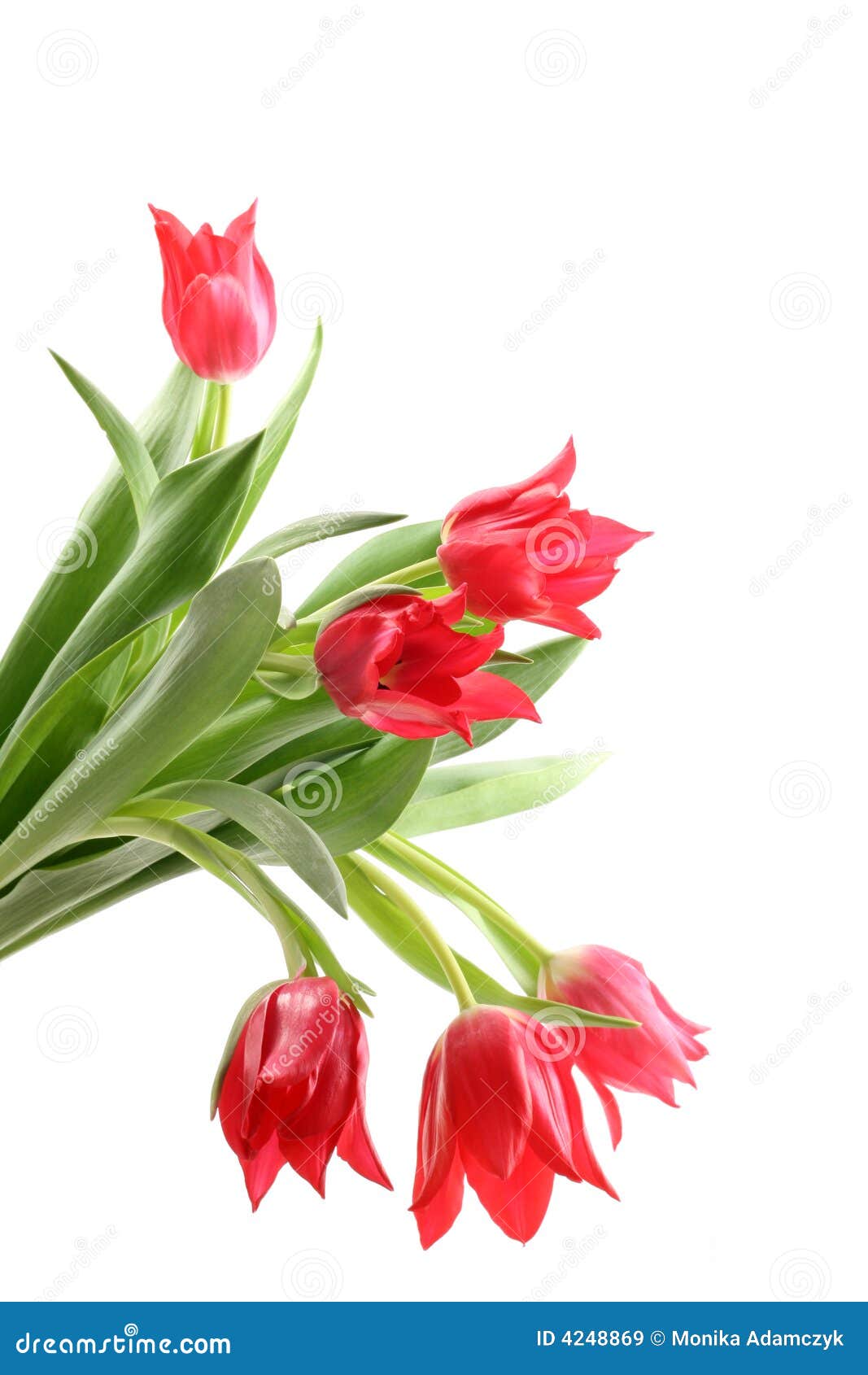 Rode tulpen stock afbeelding. Image of tulp, knop, lente - 4248869