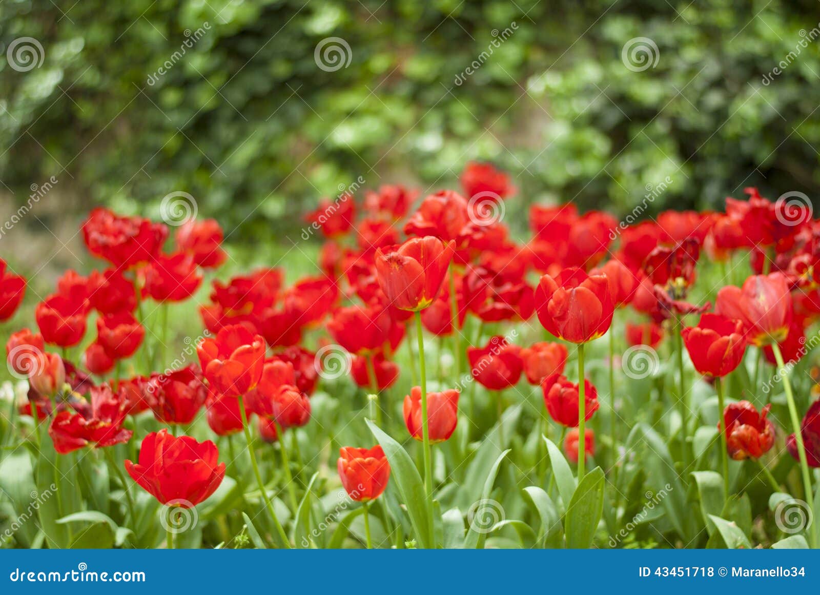 Rode tulpen stock foto. Image of groen, tuin, nave, bloeien - 43451718