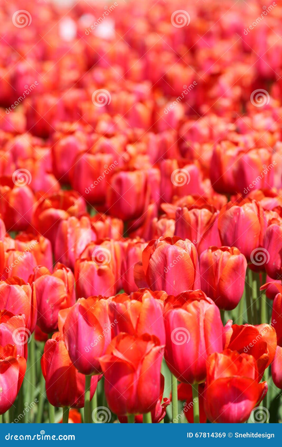 Rode tulpen stock afbeelding. Image of achtergrond, mooi - 67814369
