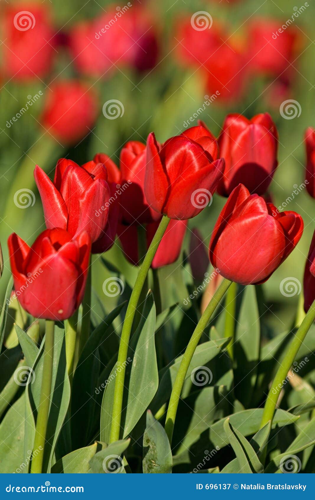 Rode tulpen stock afbeelding. Image of gebied, aantrekkelijkheid - 696137