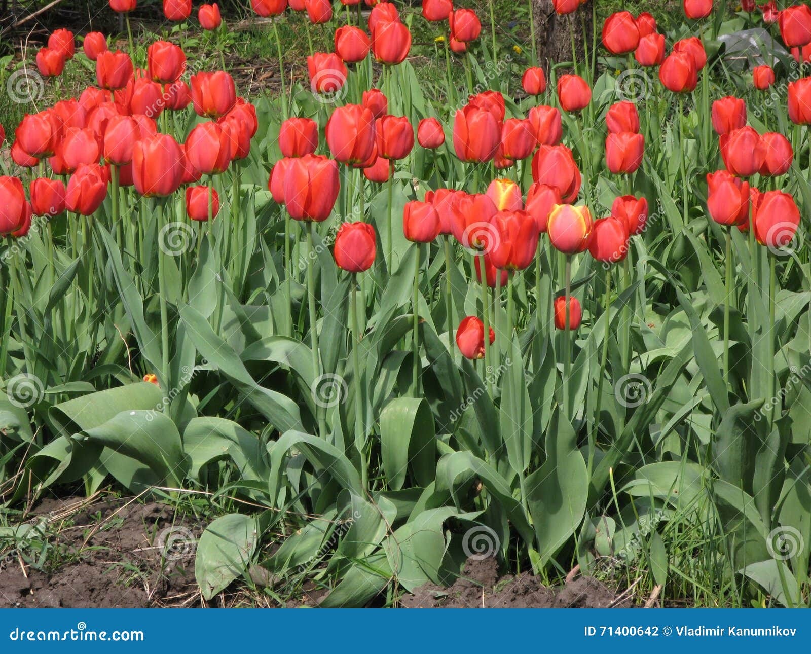 Rode tulpen stock foto. Image of stil, aanplanting, bloem - 71400642