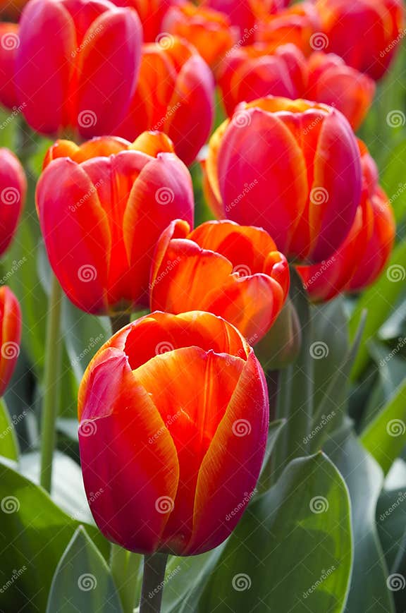 Rode tulpen stock foto. Image of vrij, helder, installatie - 92262314
