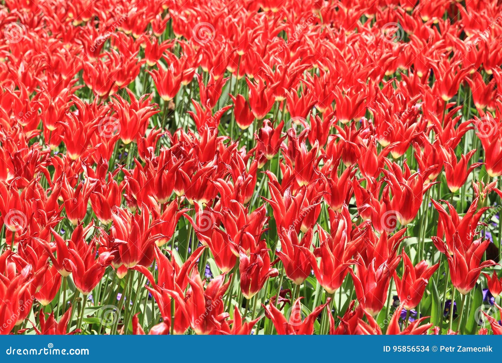 Rode tulpen stock foto. Image of rood, bloembed, bloemen - 95856534