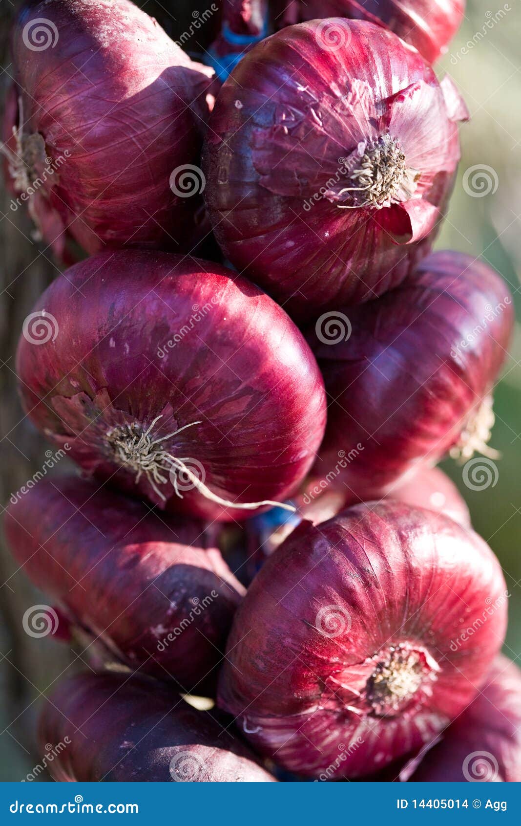 Rode ui stock foto. Image of vitamine, rijp, voedsel - 14405014