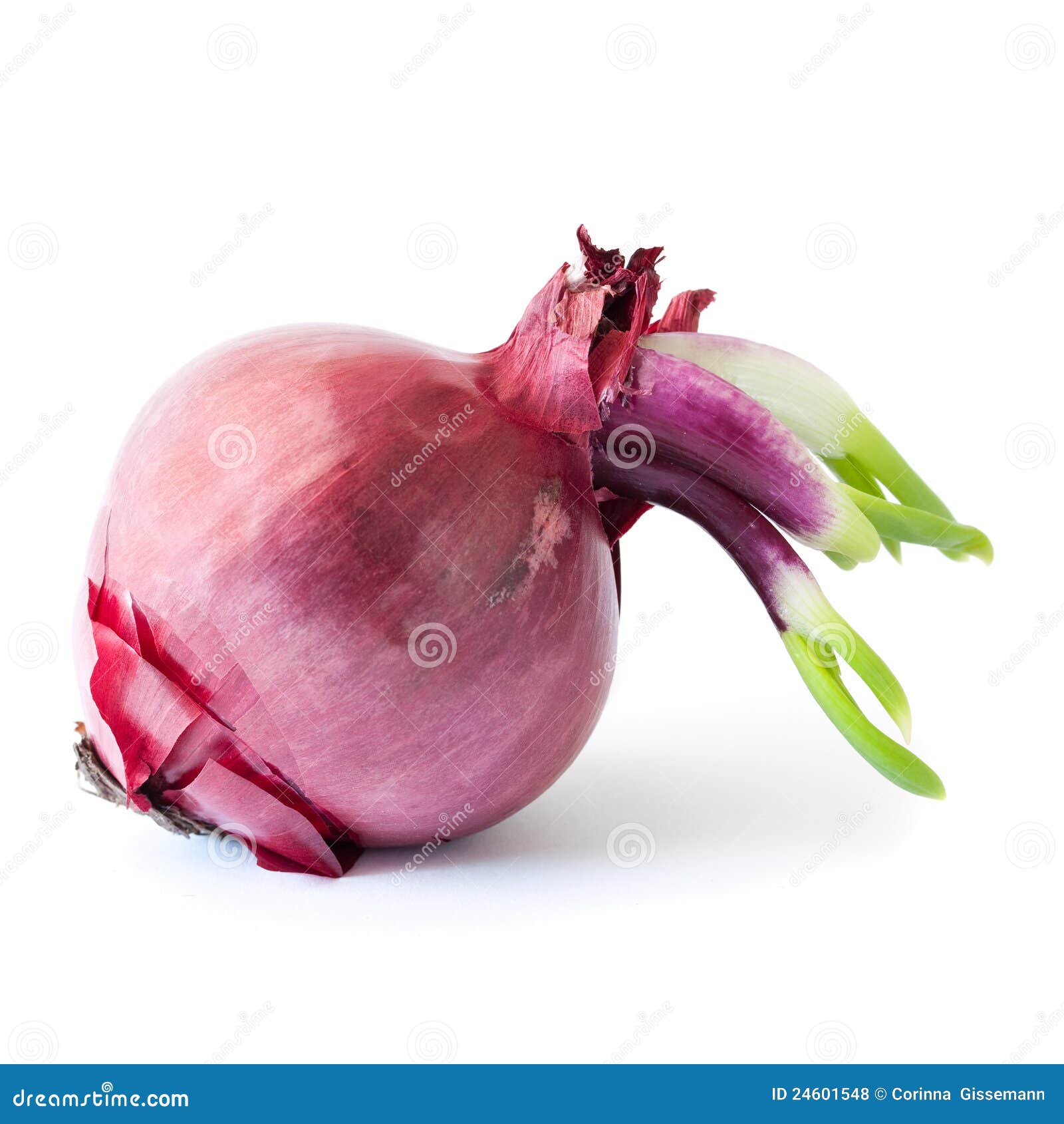 Rode ui stock foto. Image of spruit, specerij, uien, kiem - 24601548