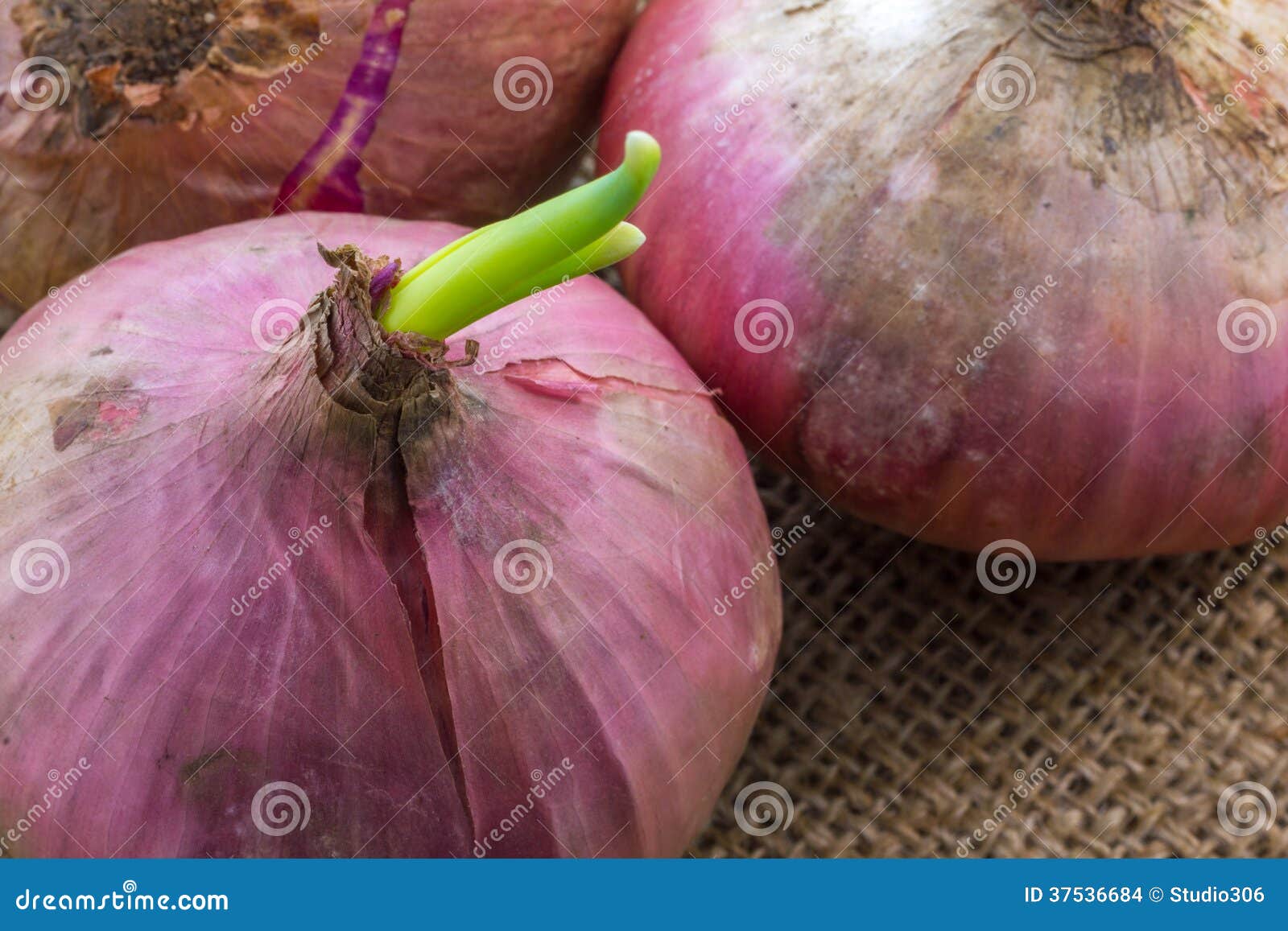 Rode ui stock foto. Image of bollen, rood, besnoeiing - 37536684