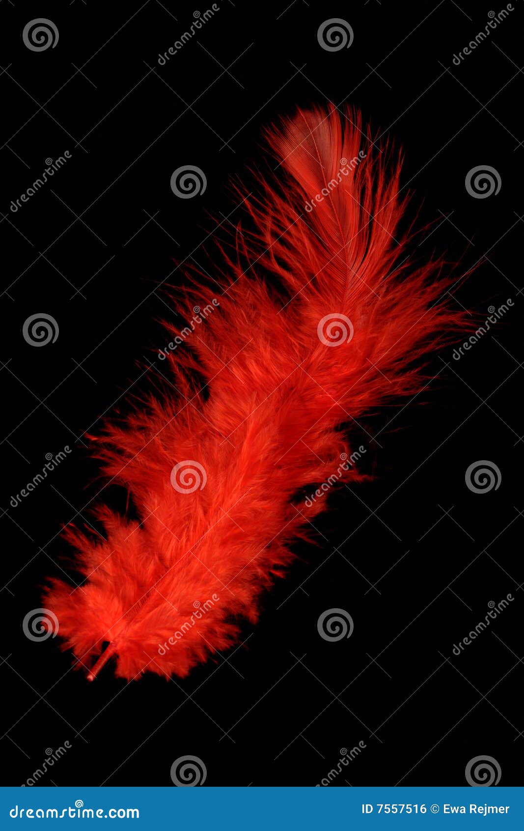 Rode Veer stock foto. Image of achtergrond, rood, veer - 7557516