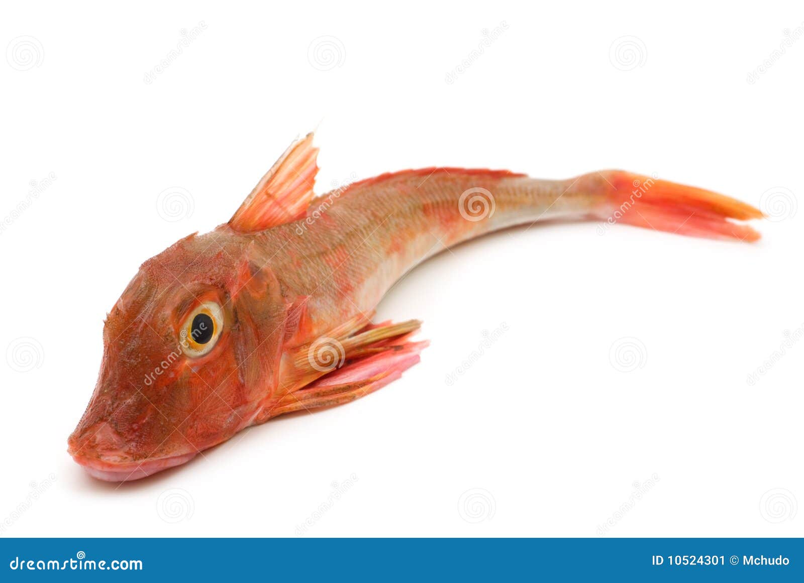 Rode vissen stock afbeelding. Image of voetstuk, sinaasappel - 10524301