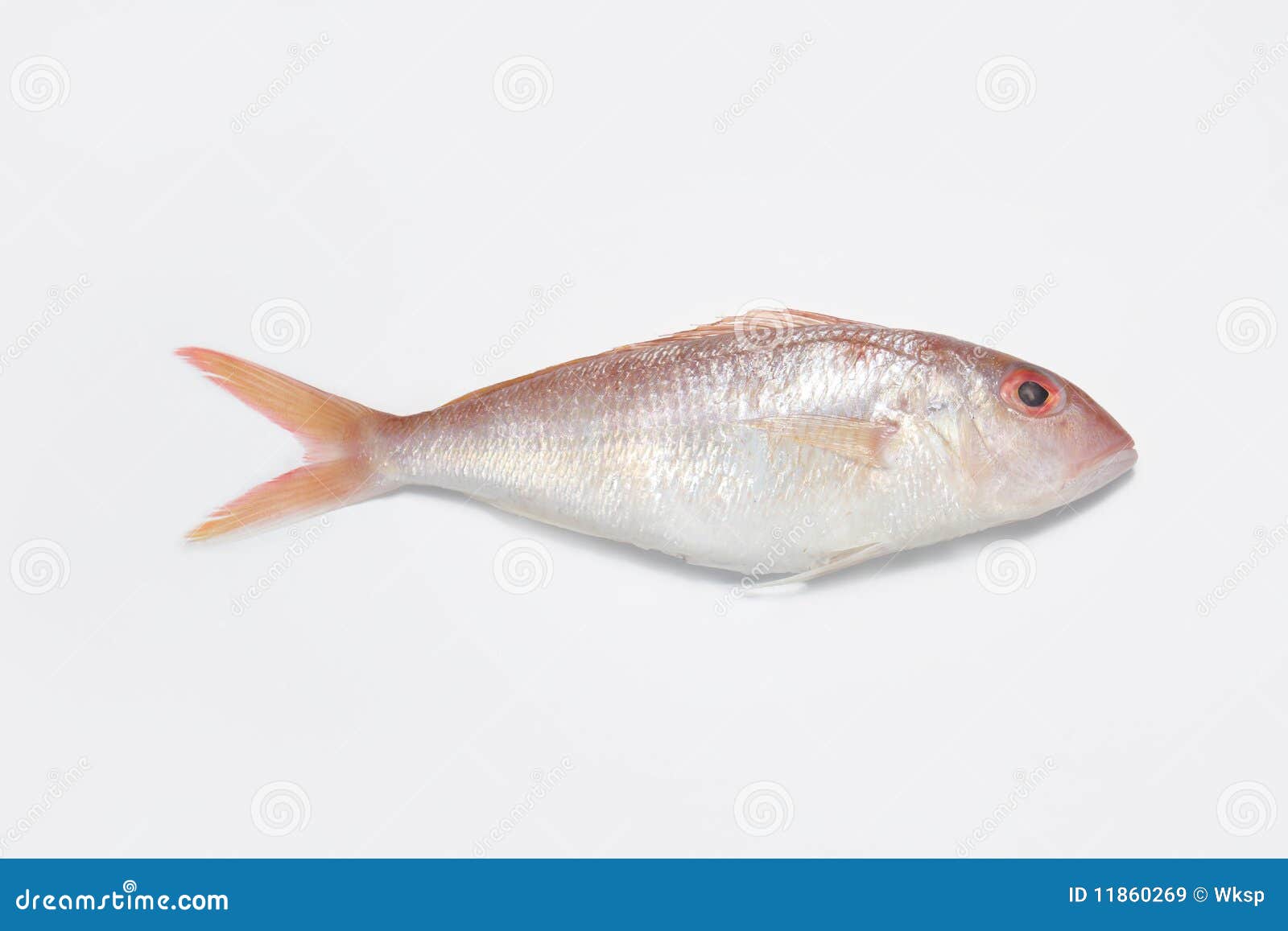 Rode vissen stock afbeelding. Image of markt, vers, vinnen - 11860269