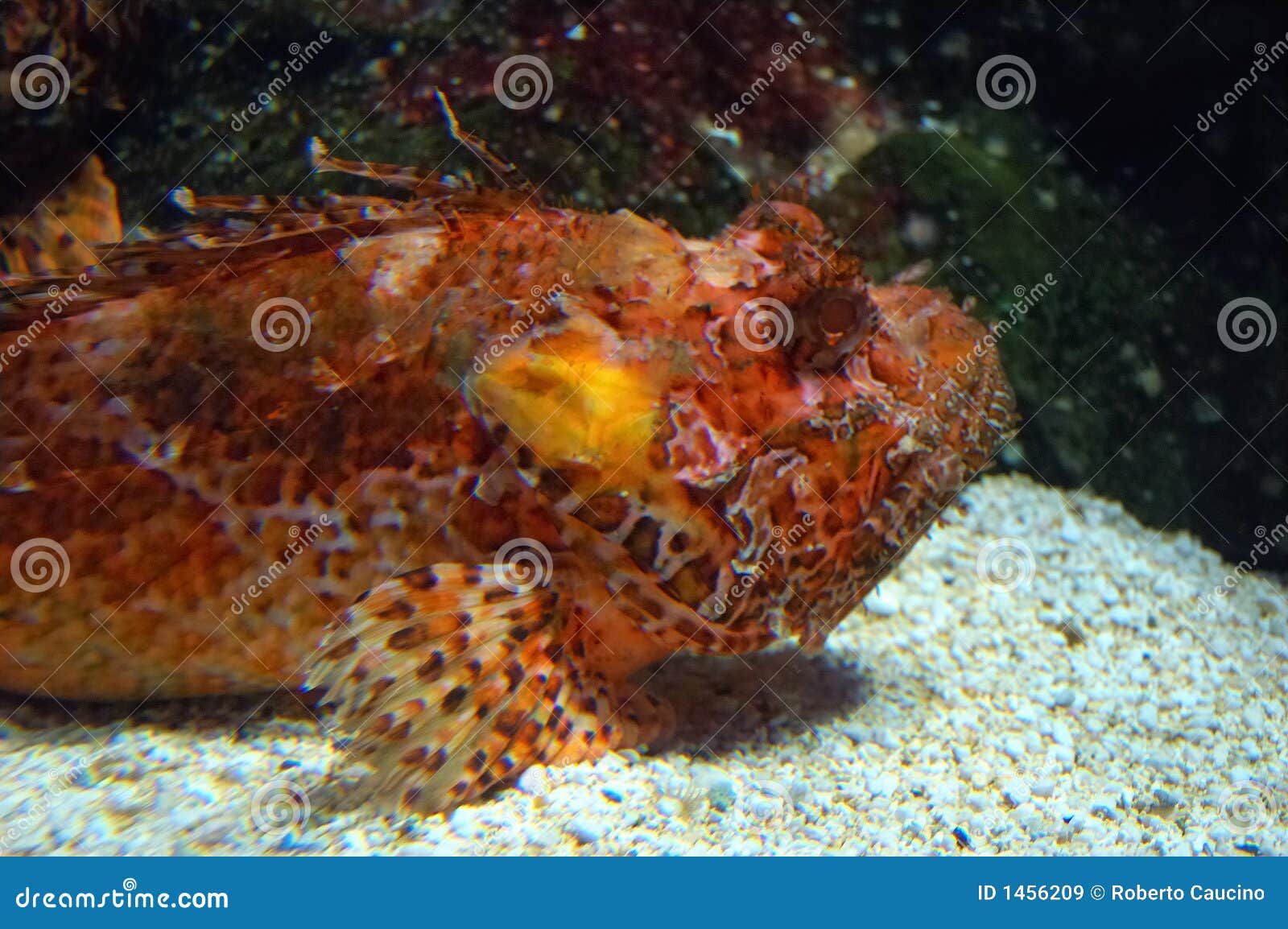 Rode vissen stock afbeelding. Image of zand, vissen, rood - 1456209