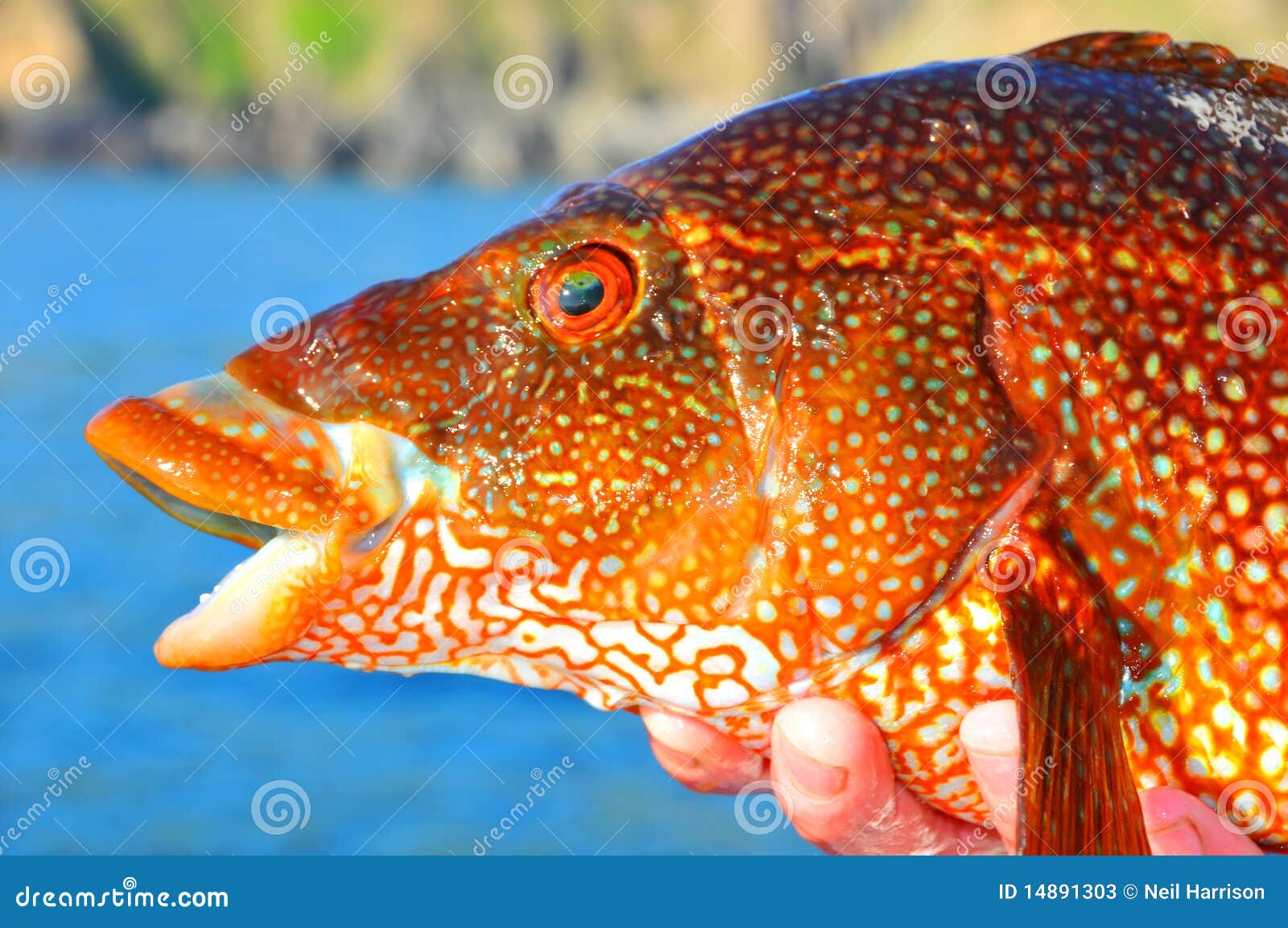 Rode Vissen stock afbeelding. Image of vlees, ertsader - 14891303